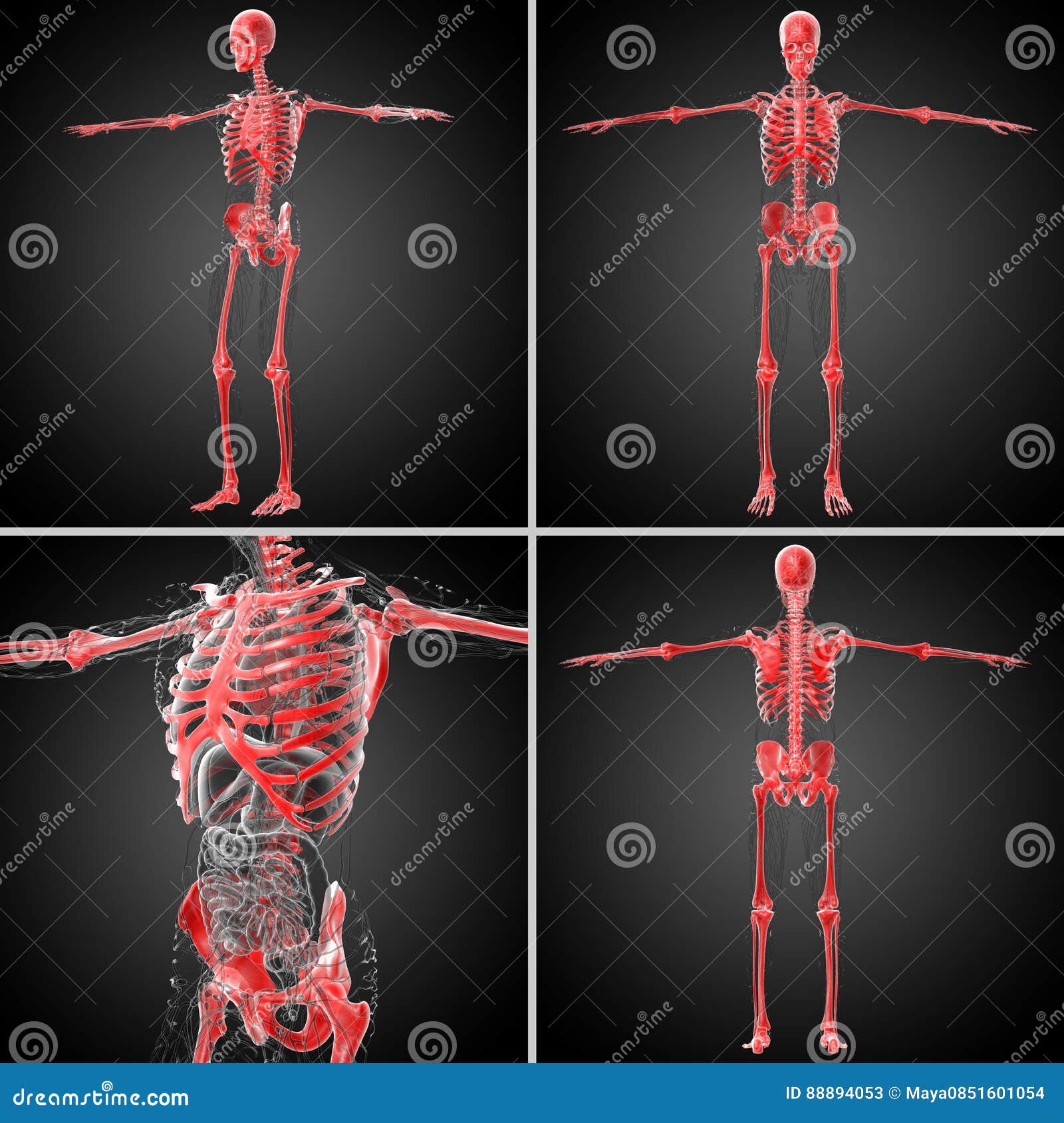 Skeleton bone stock illustration. Illustration of anatomy - 88894053