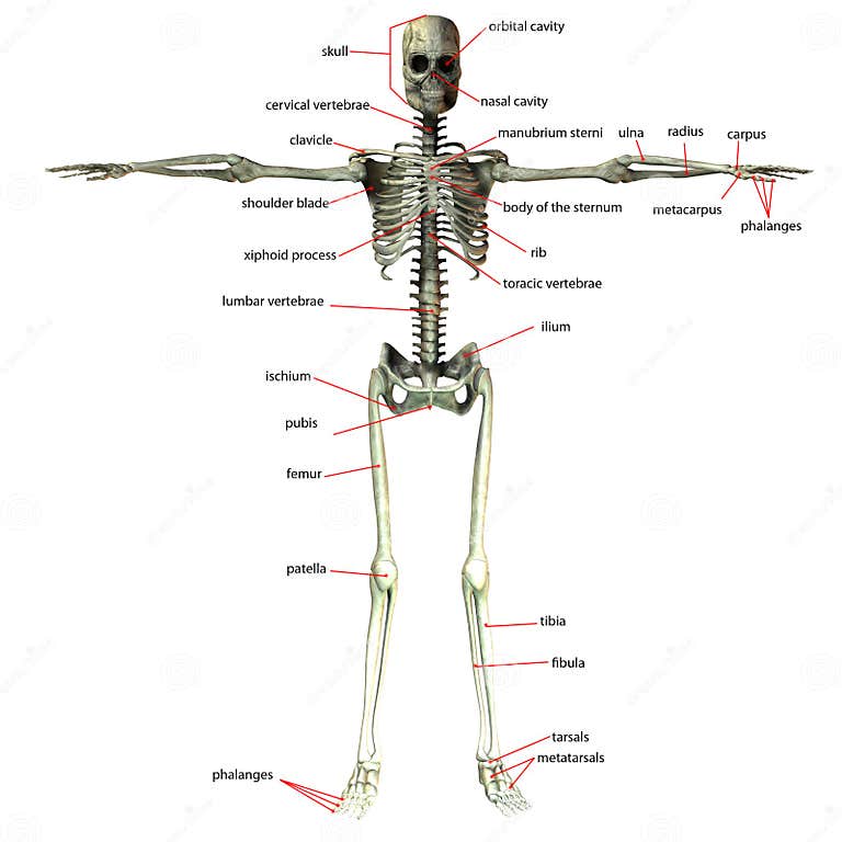 Skeleton bone names stock illustration. Illustration of human - 8961437