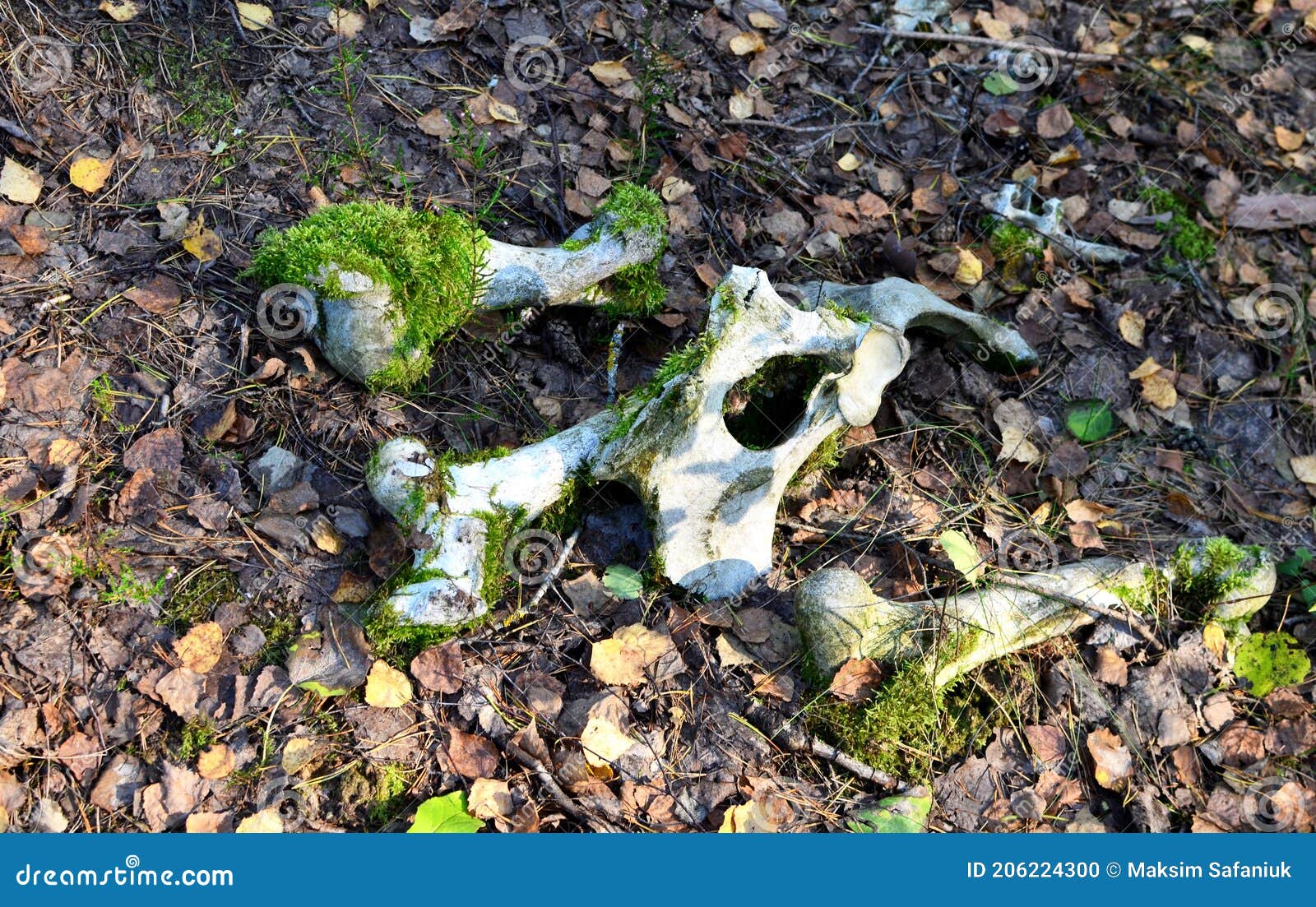A Skeleton with the Bones of a Dead Animal Killed in the Forest Lying ...