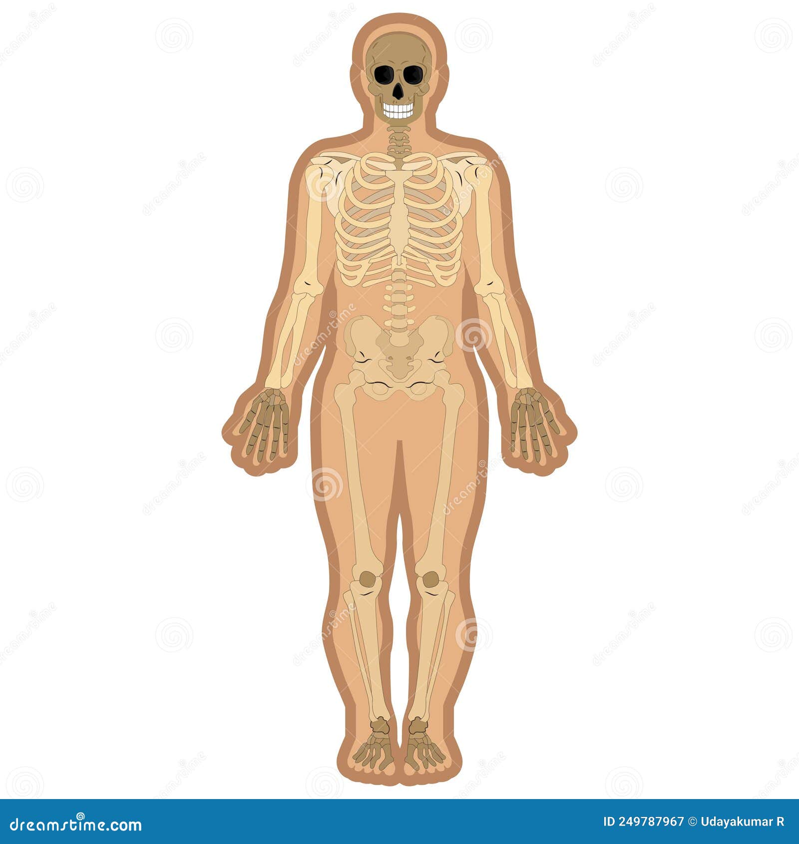 Skeleton and Bones Inside Body. Educational Anatomy Materials. Vector ...
