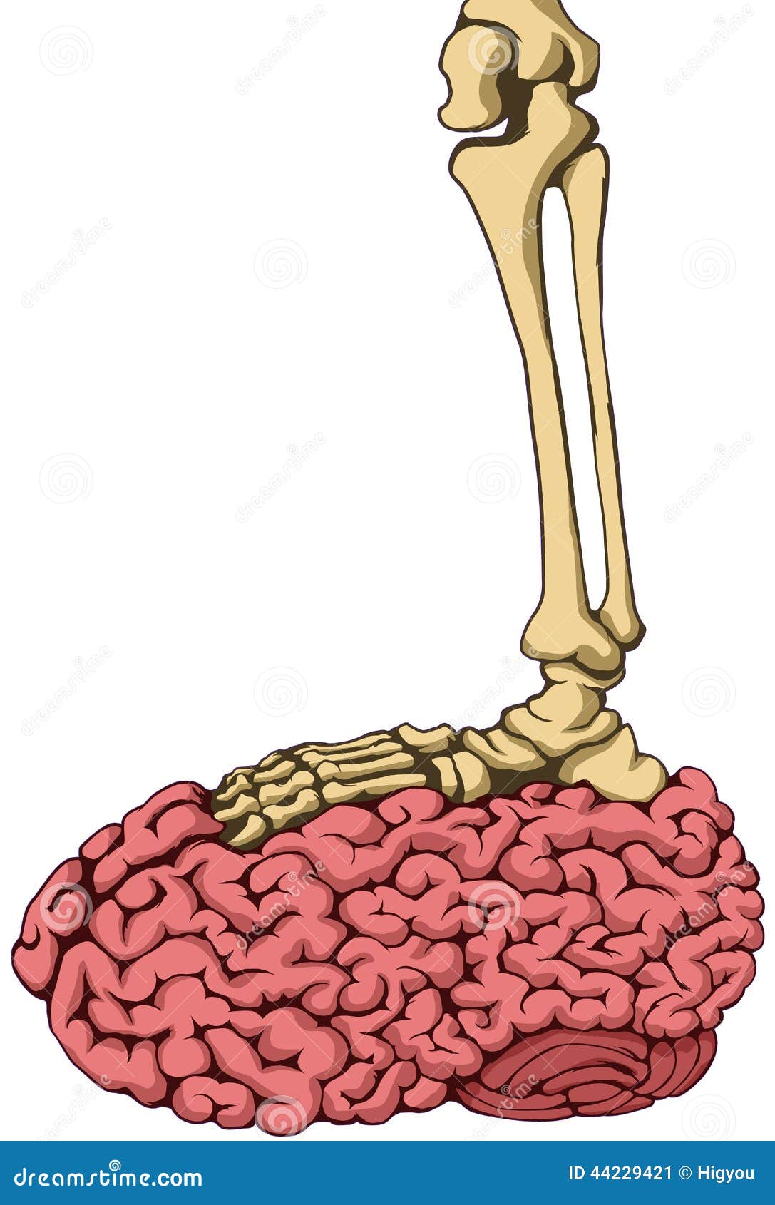 Skeleton Brain Step, Color stock vector. Illustration of element - 44229421