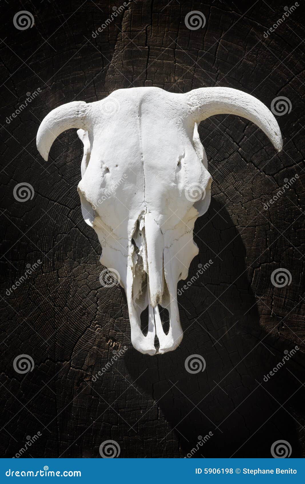 Skeleton bull head. stock photo. Image of desert, horned - 5906198