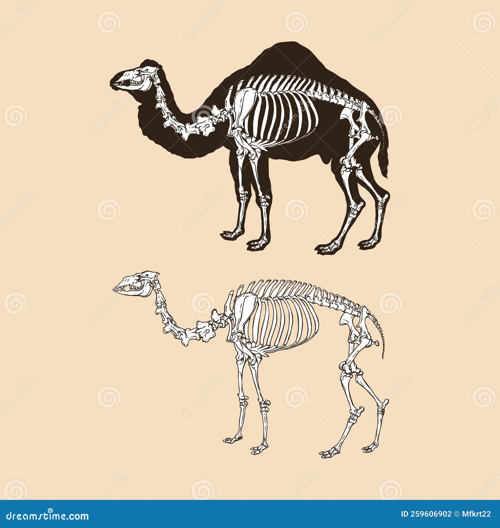 Camel Skeleton, Vintage Engraving Vector Illustration | CartoonDealer ...