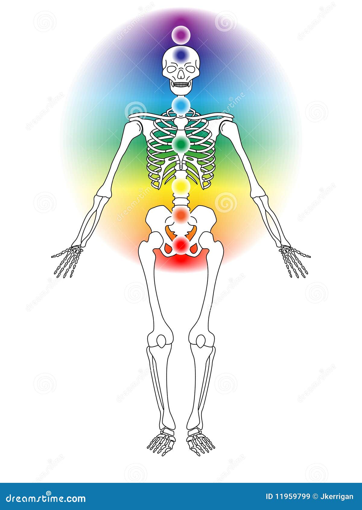 Skeleton with Chakras stock vector. Illustration of esoteric - 11959799