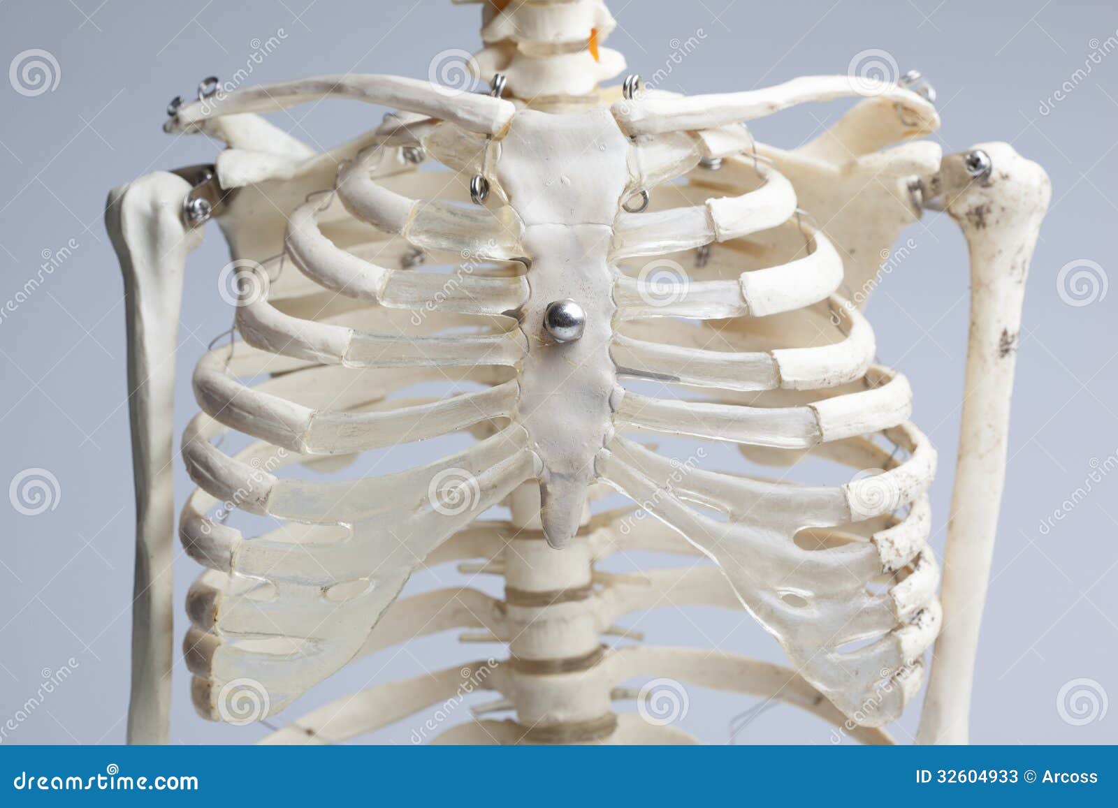 Skeleton chest stock image. Image of dead, medical, anatomy - 32604933