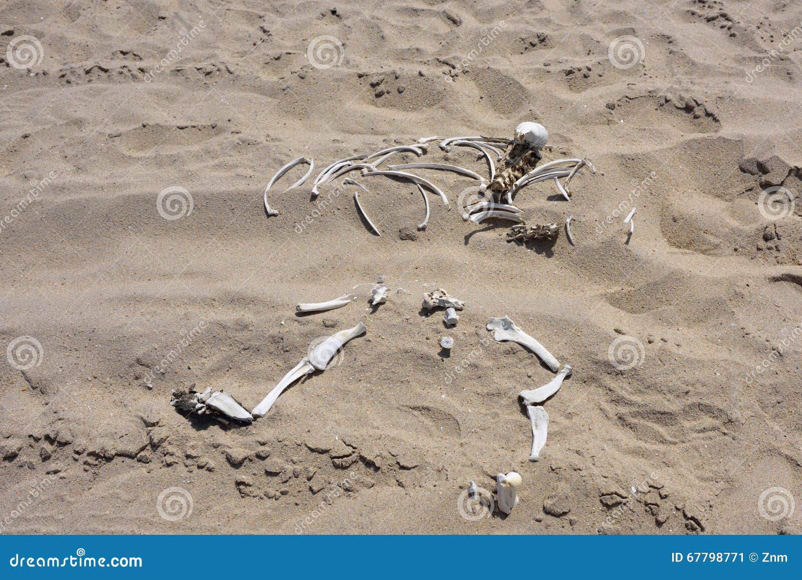 Skeleton coast, Namibia stock image. Image of ocean, walvis - 67798771