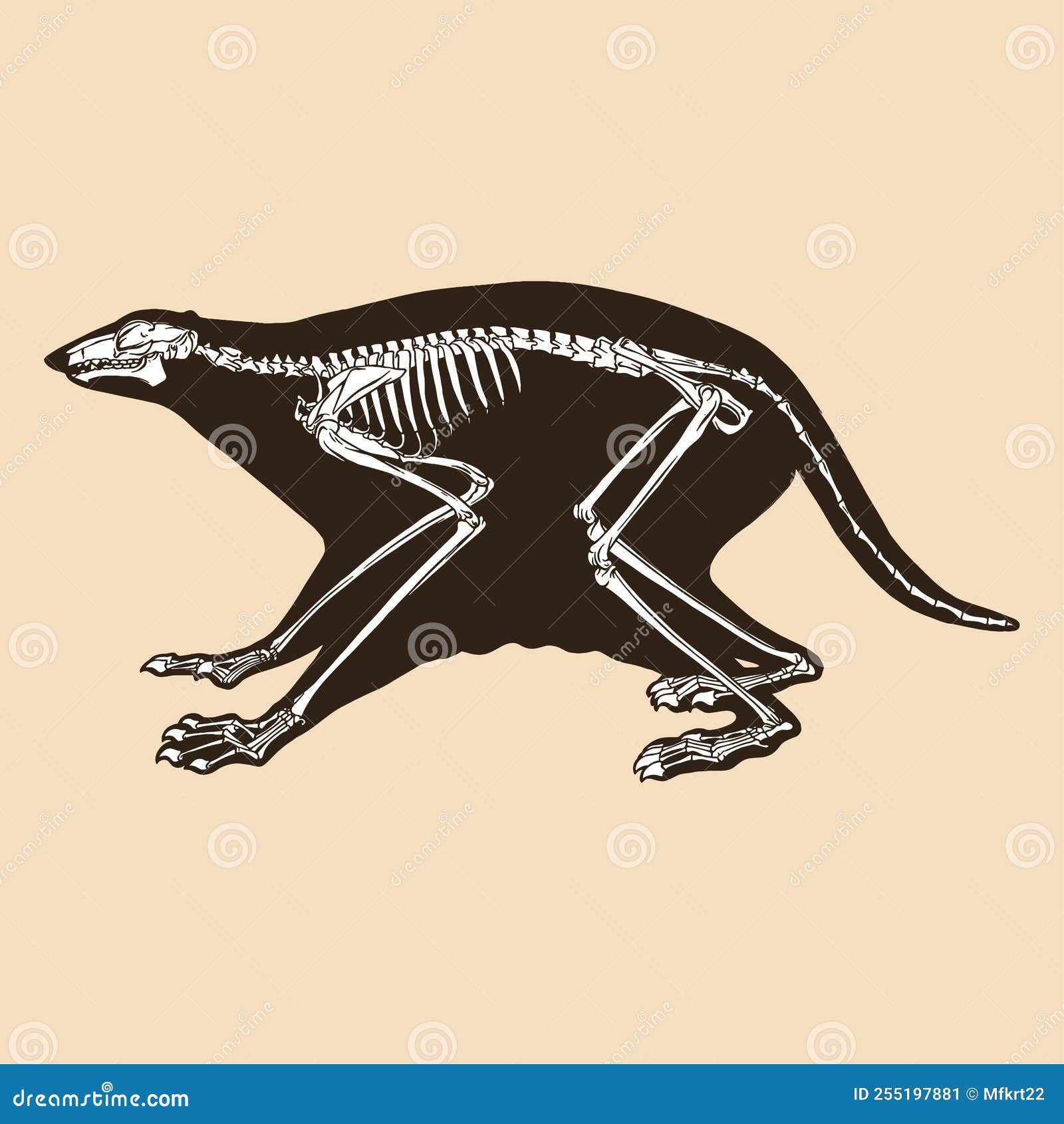 Skeleton Colugo Vector Illustration Stock Vector - Illustration of ...