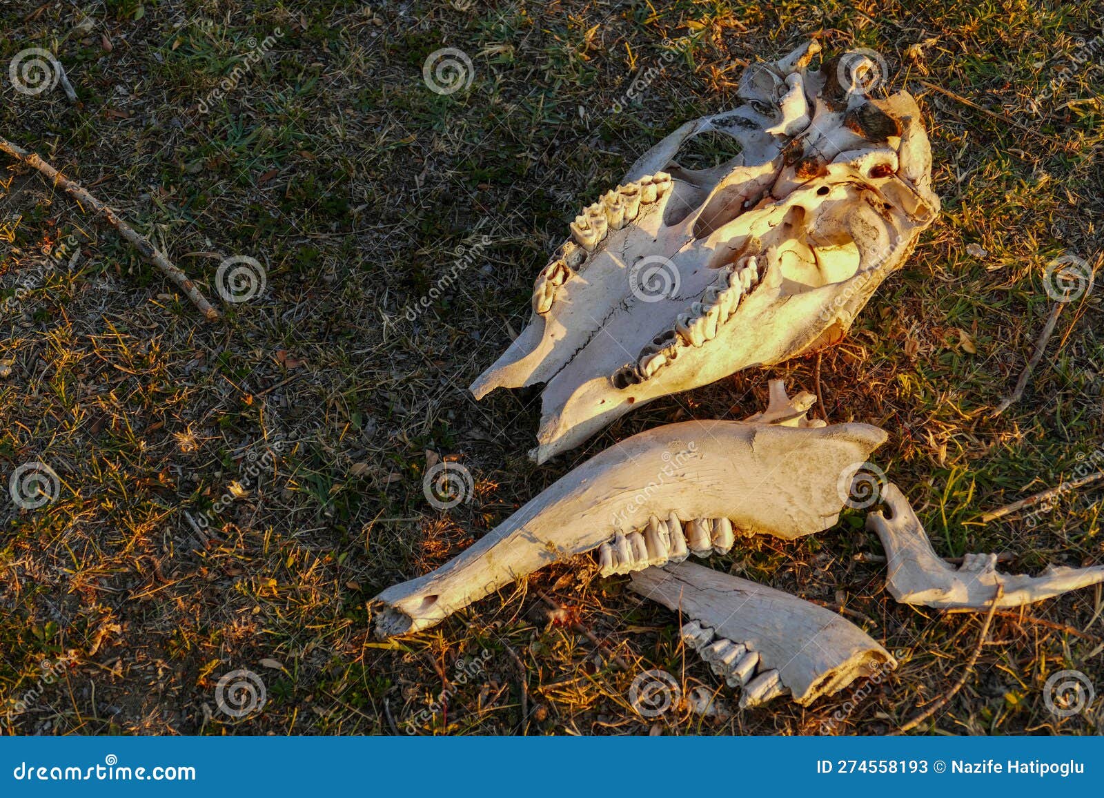 Skeleton of a Cow S Head, Cow Skull and Teeth on it, Cow Head Stock ...