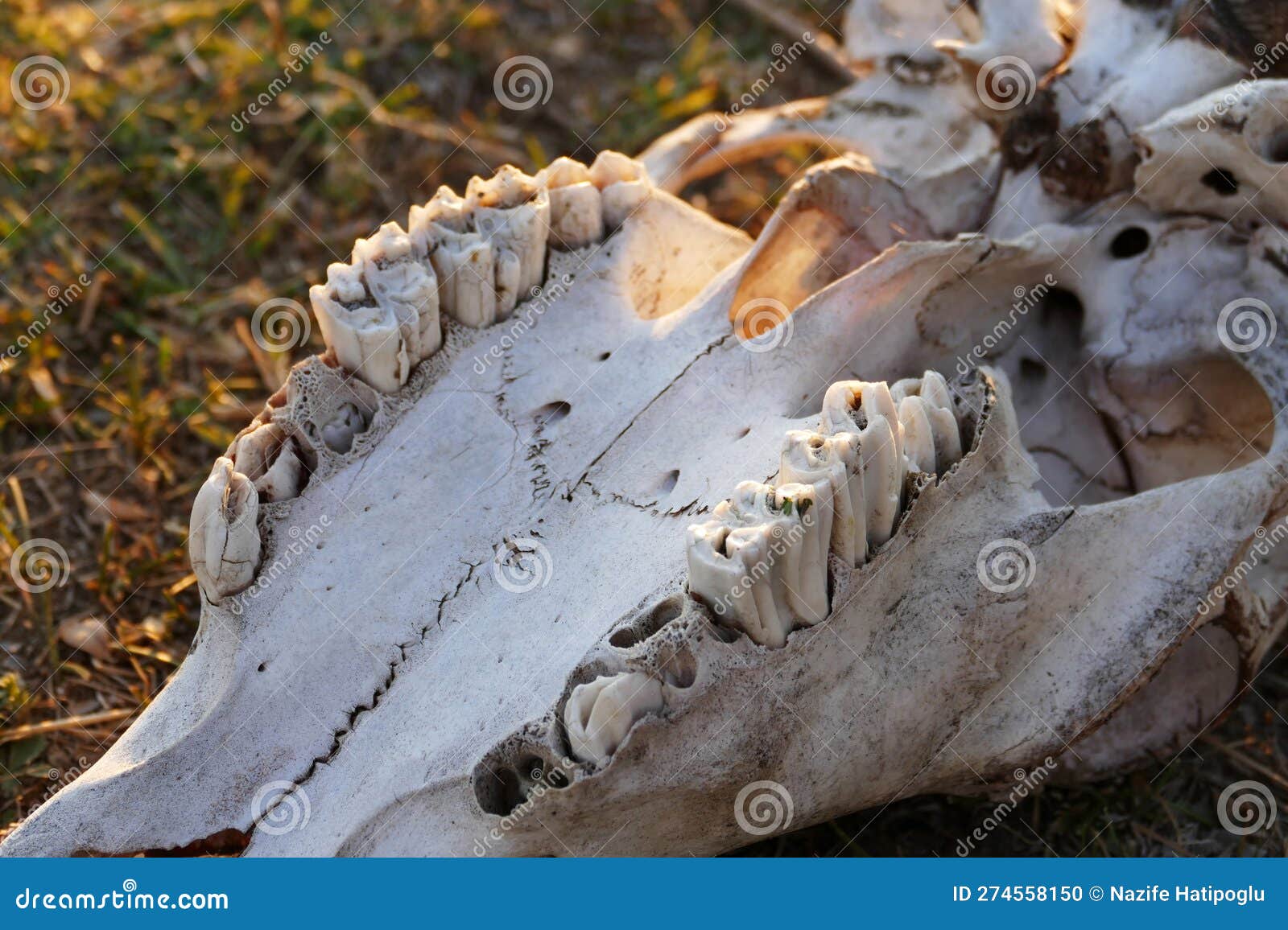 Skeleton of a Cow S Head,cow Skull and Teeth on it,cow Head Close-up ...