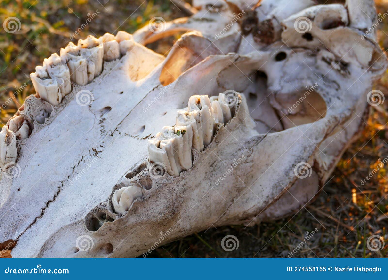 Skeleton of a Cow S Head,cow Skull and Teeth on it,cow Head Close-up ...