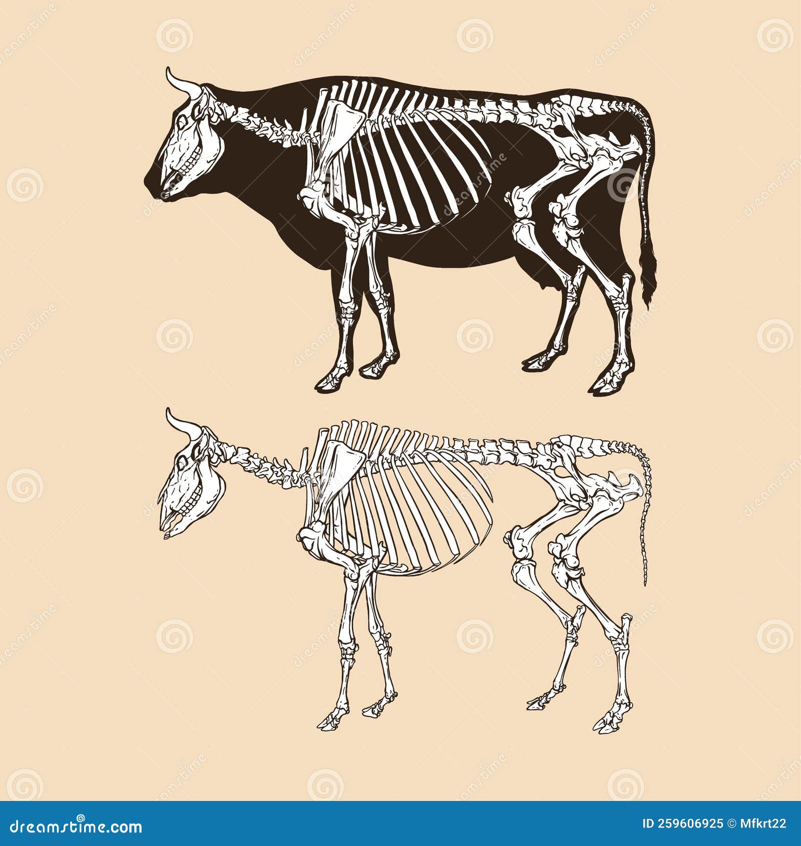 Skeleton Cow Vector Illustration Stock Vector - Illustration of ...
