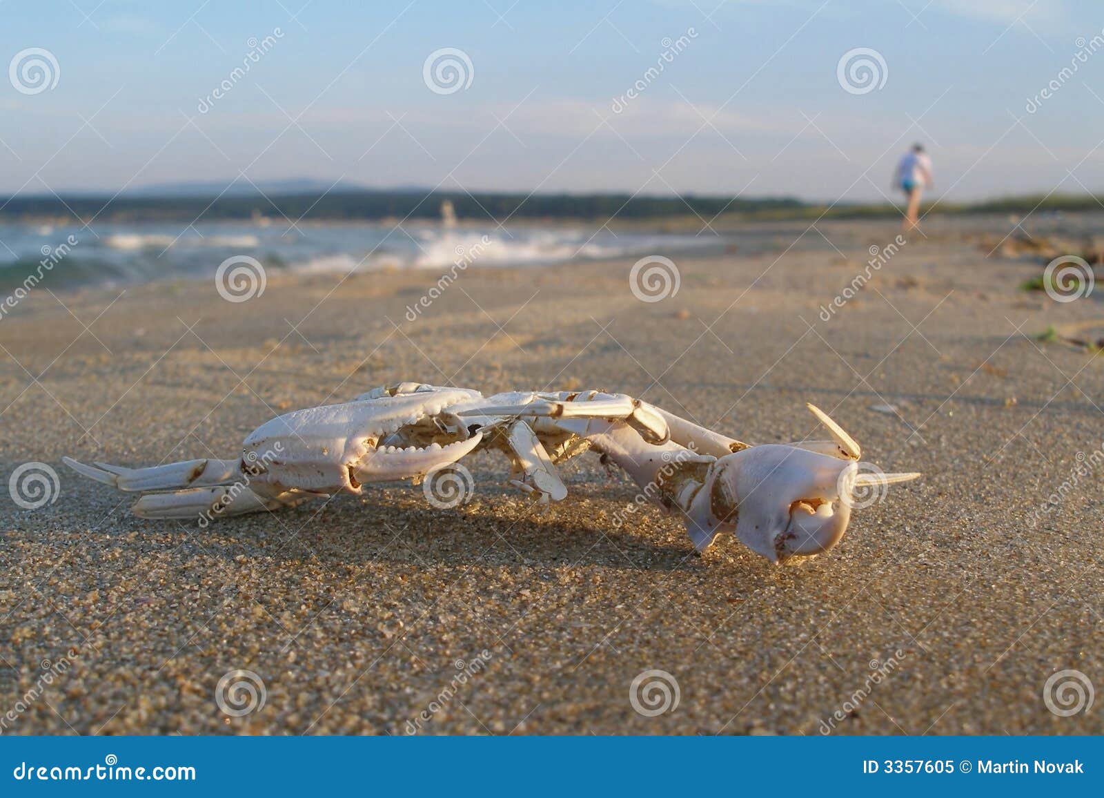 Skeleton of crab on beach stock image. Image of seafood - 3357605