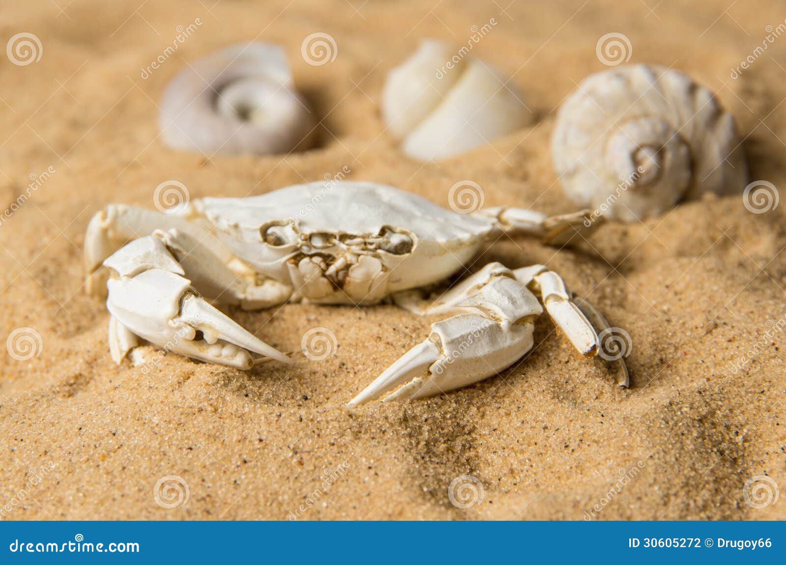 Skeleton of Crab and Seashells on Sand Stock Photo - Image of objects ...