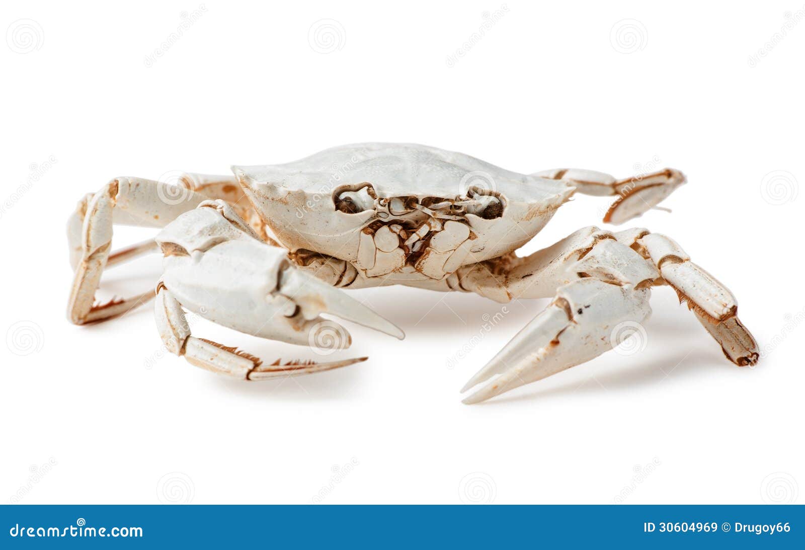 Crab Skeleton