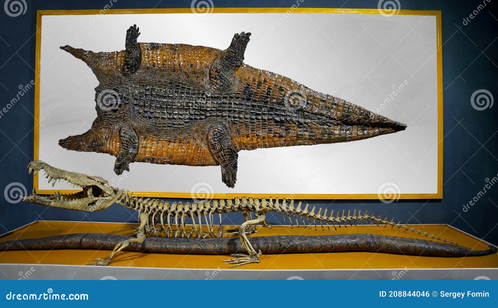 Skeleton and Crocodile Skin on the Stand Stock Photo - Image of head ...