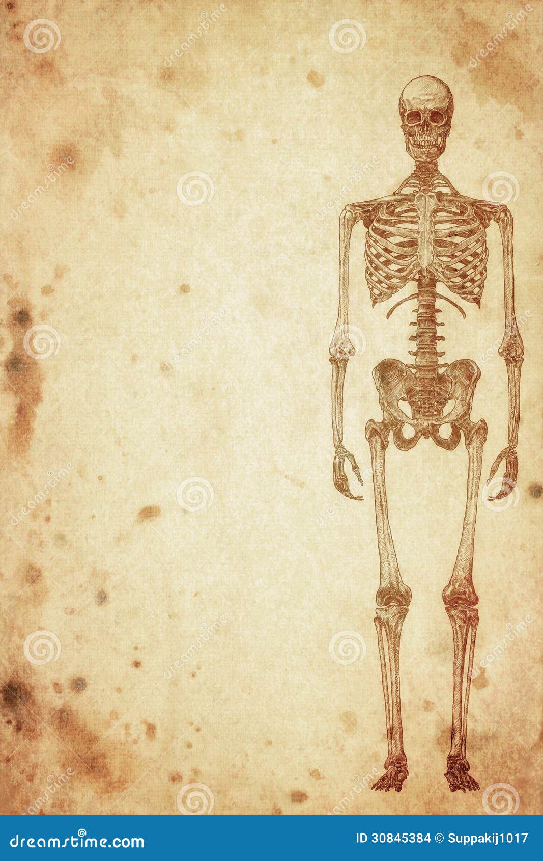 Skeleton Get Shock. Electric Shock. Human With A Skeleton Vector ...