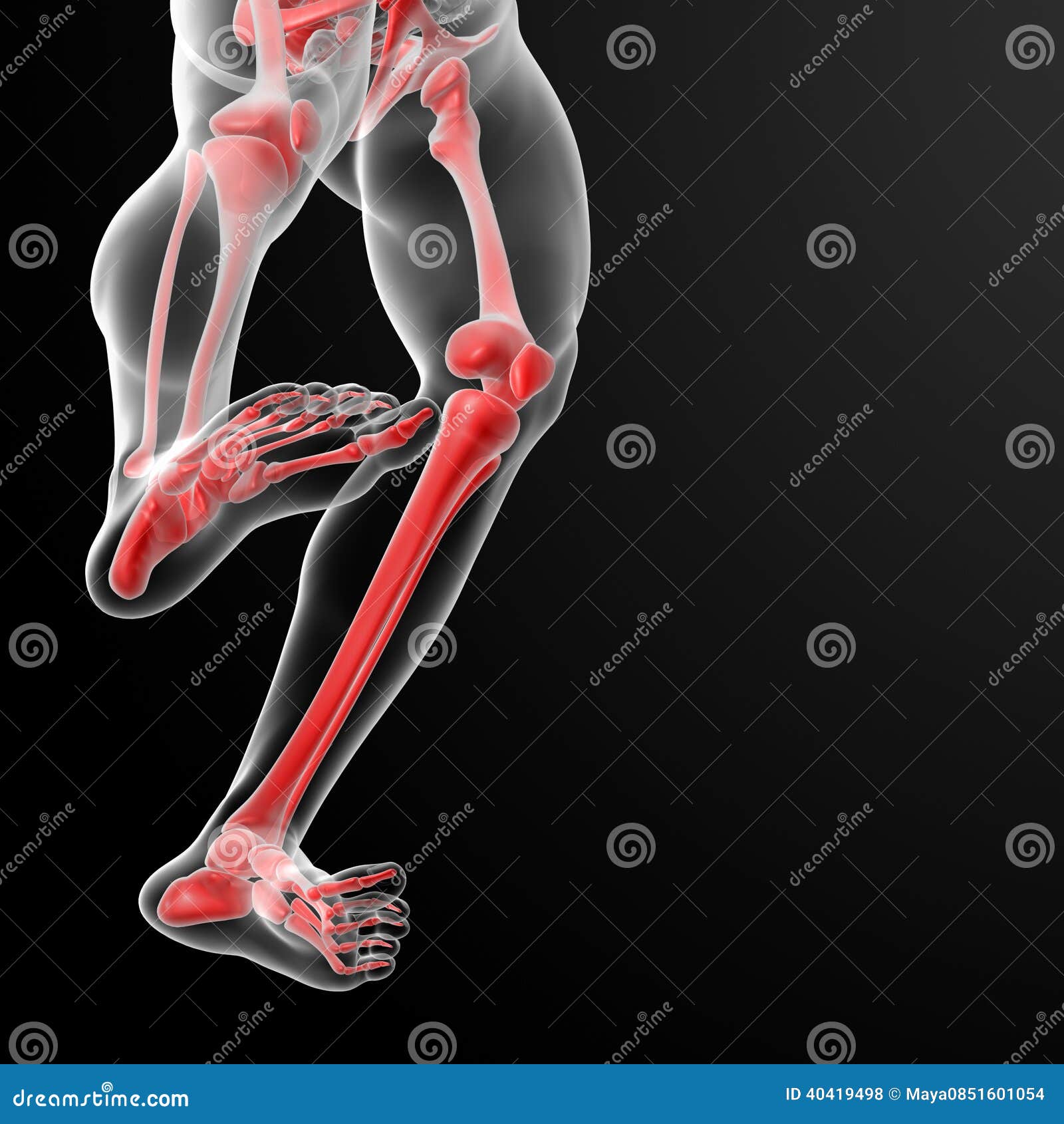 3d Render Of Skeleton Humerus And Ulna Bone Anatomy Royalty-Free Stock ...