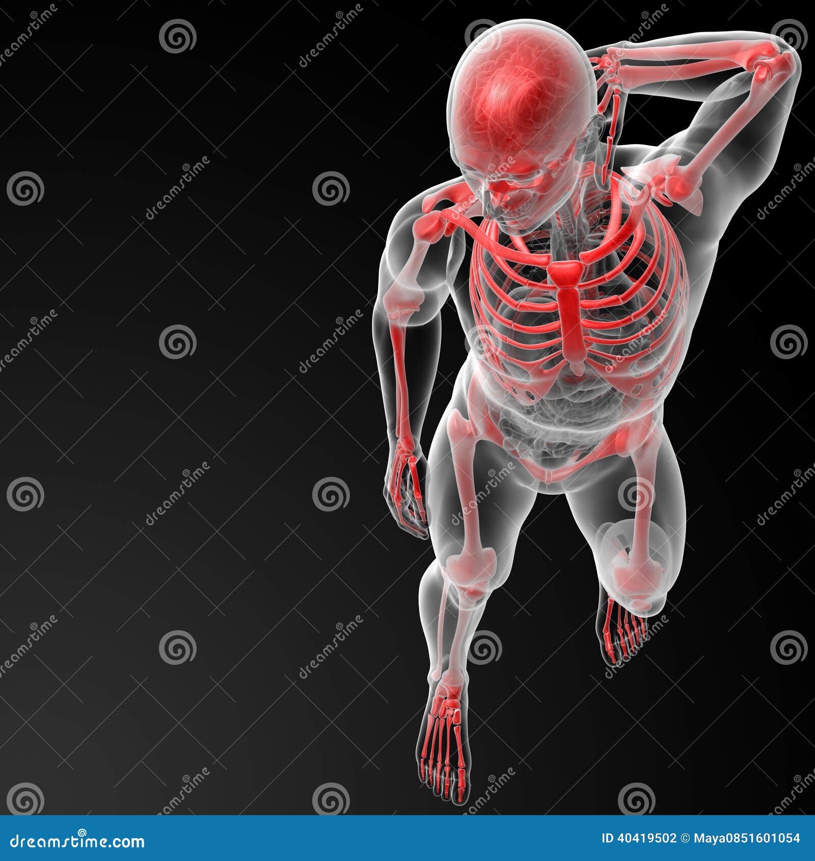 3d Render Of Skeleton Humerus And Ulna Bone Anatomy Royalty-Free Stock ...