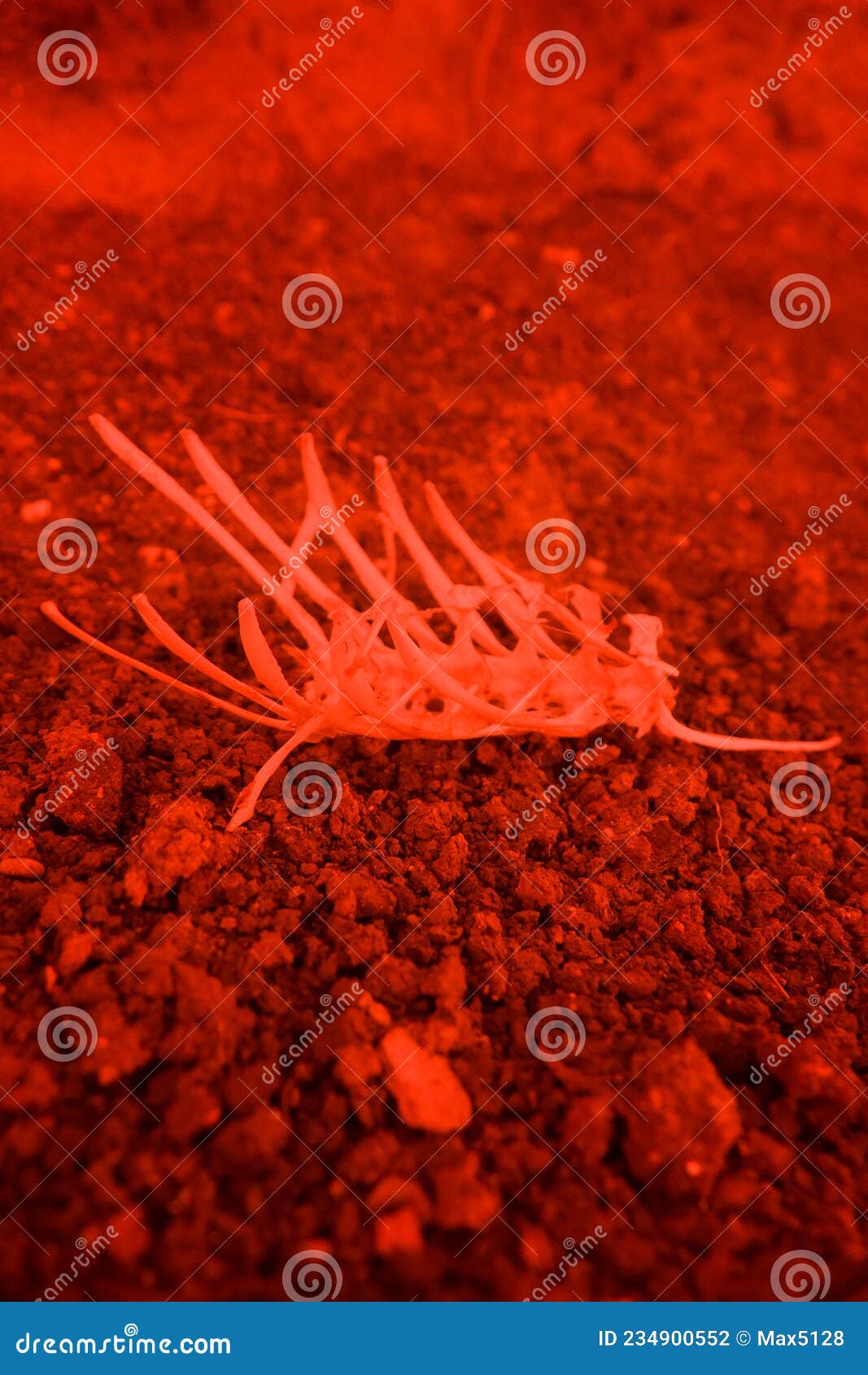 Skeleton of a Dead Creature Stock Photo - Image of filter, bone: 234900552