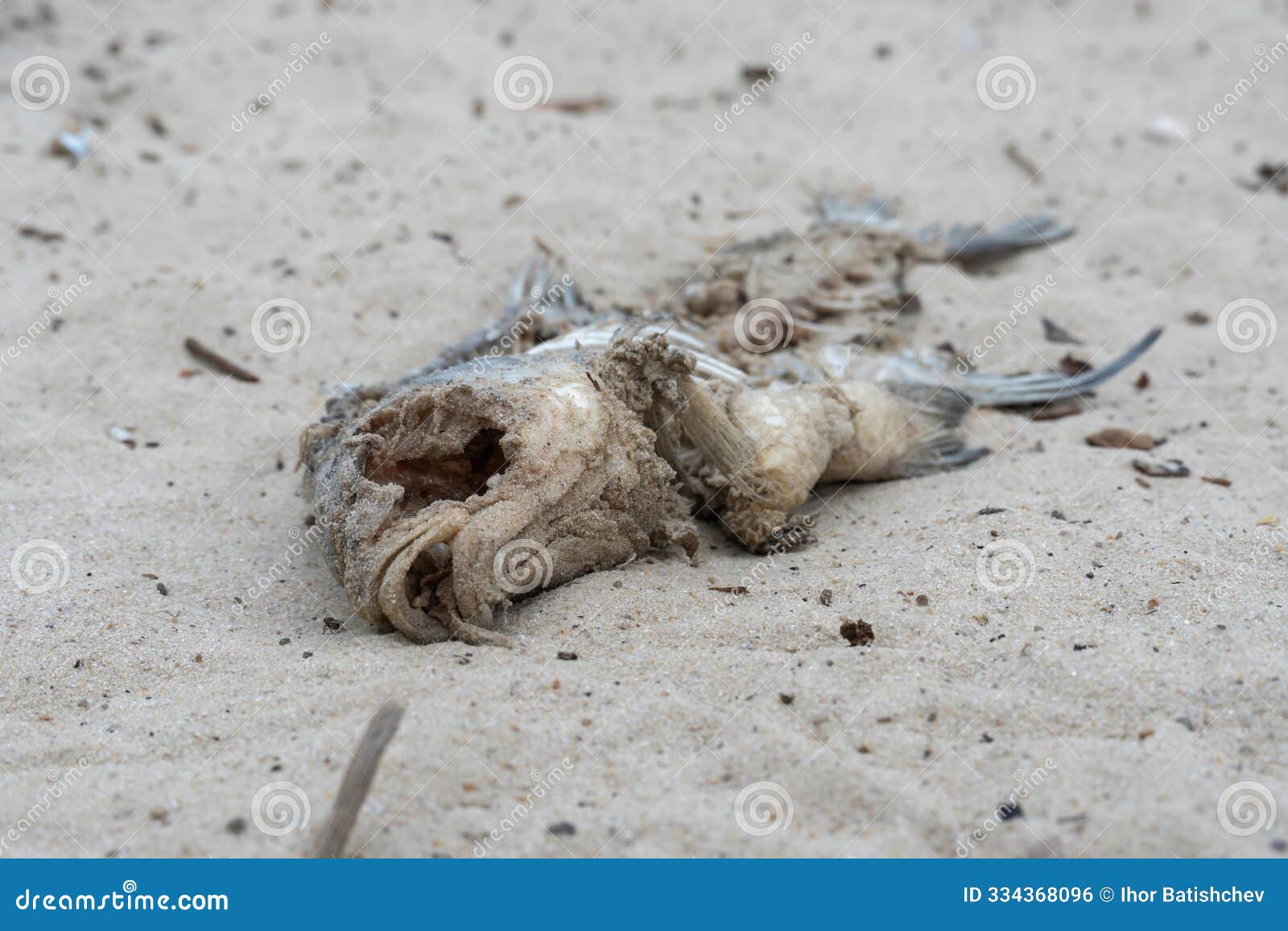 Skeleton of Dead Fish Lying Washed Up on Sandy Beach. Stock Photo ...