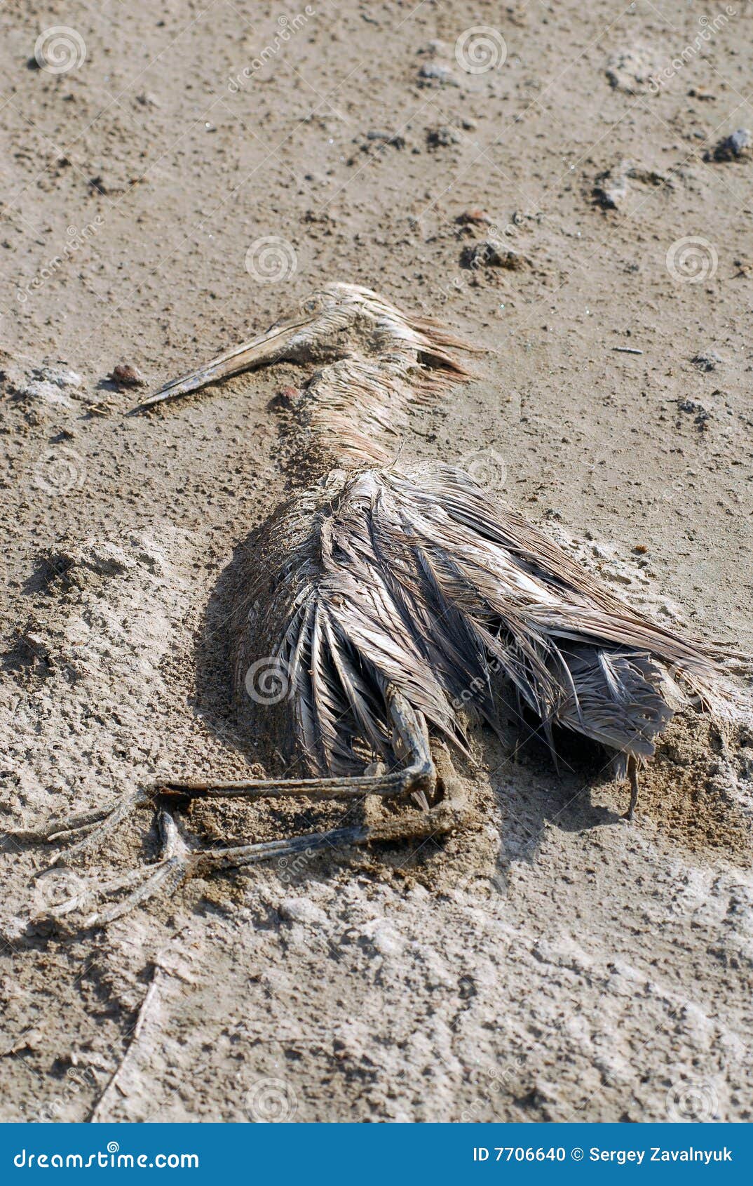 The Dead Flamingo Stock Photography | CartoonDealer.com #8819156