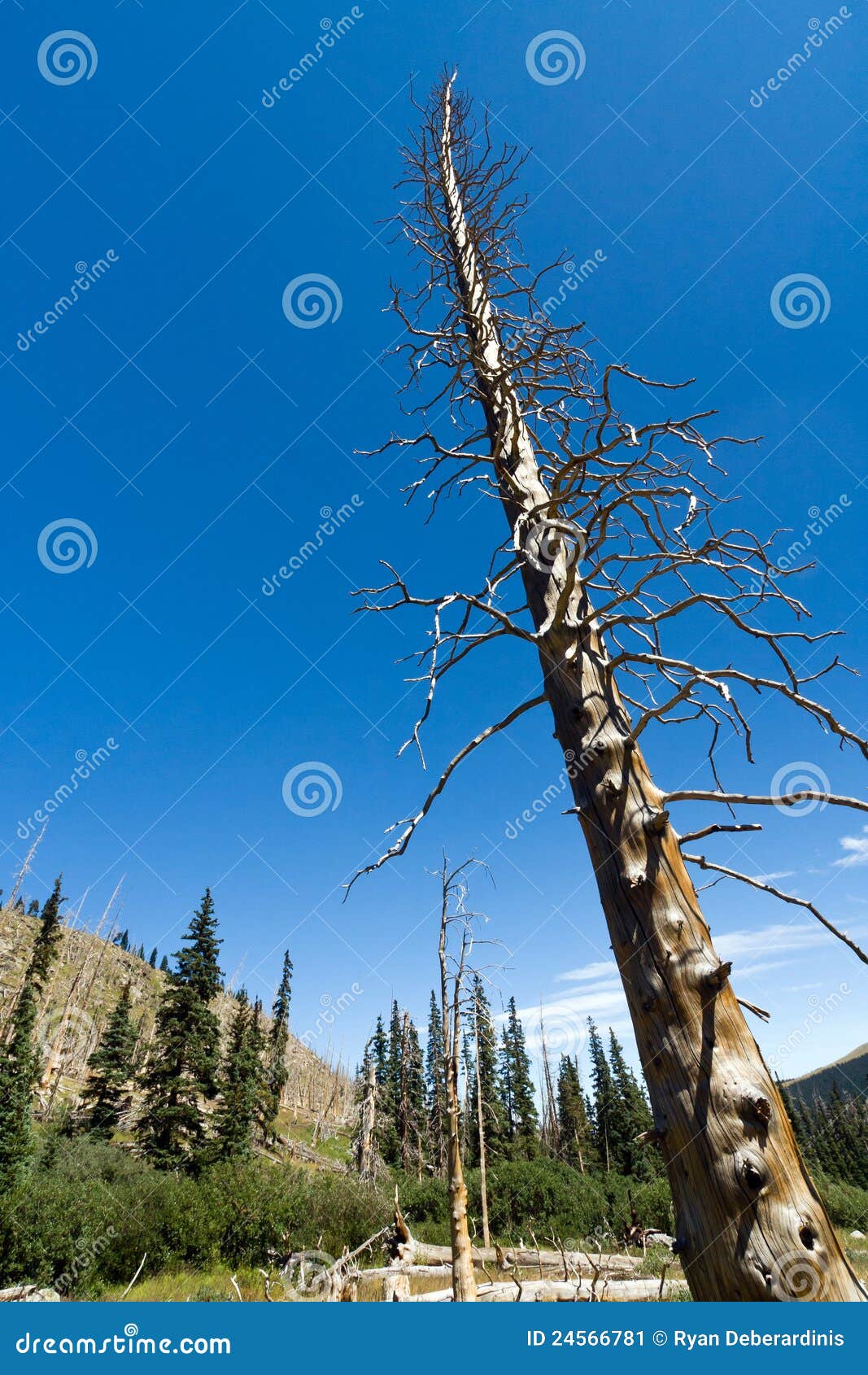Skeleton of a Dead Tree stock image. Image of nature - 24566781
