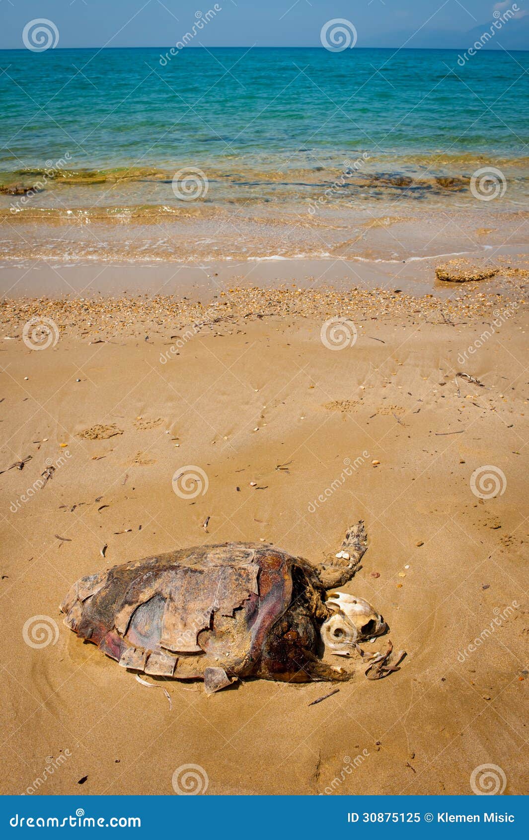 Skeleton of a Dead Turtle on Tropical Beach Stock Image - Image of ...