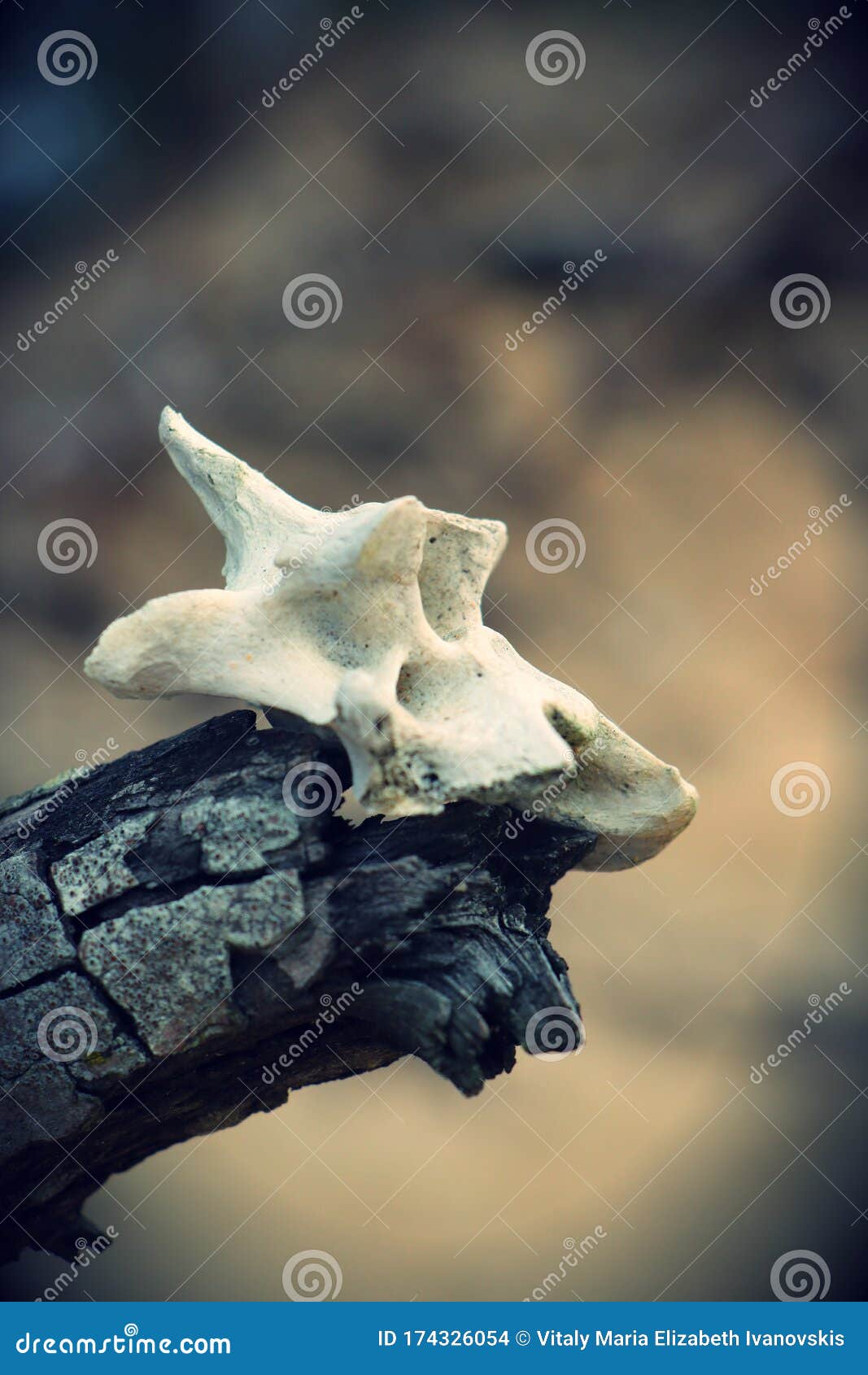 Skeleton stock photo. Image of death, skeleton, tree - 174326054