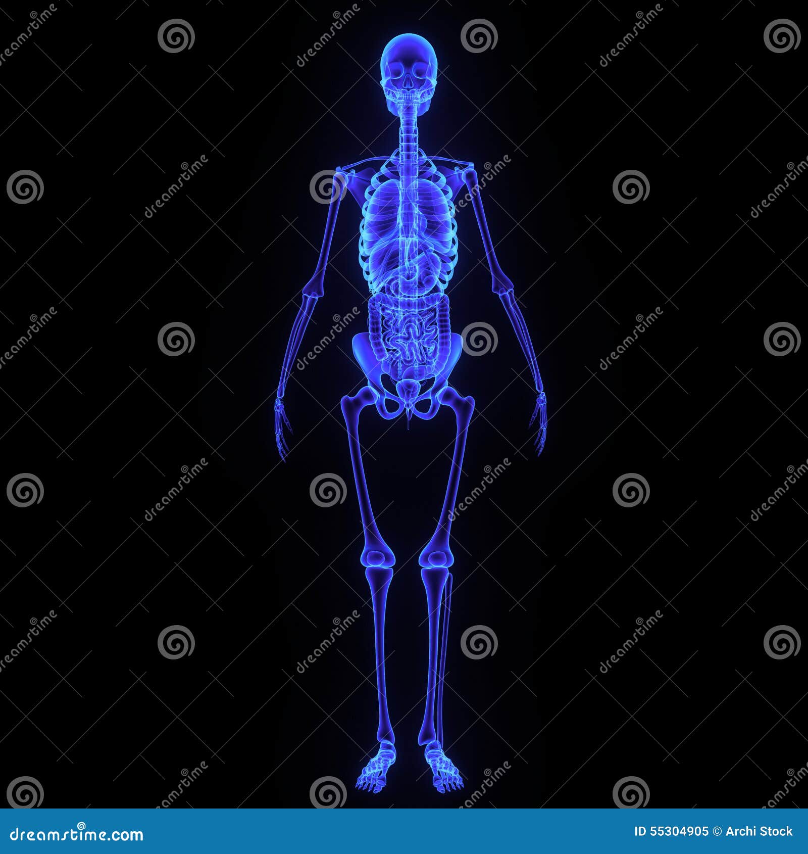 Skeleton with Digestive System Stock Illustration - Illustration of ...