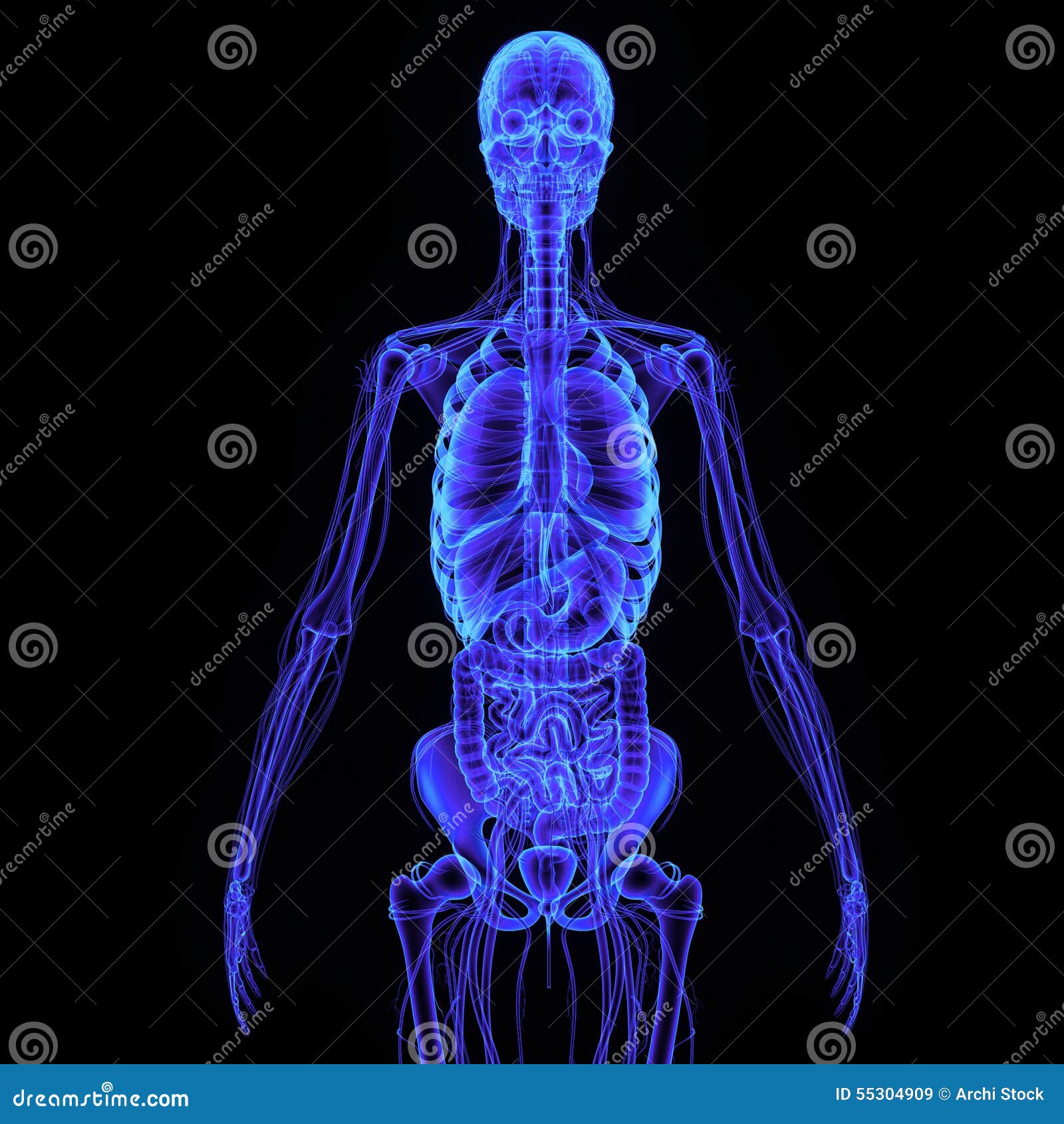 Skeleton With Digestive System Royalty-Free Stock Photography ...