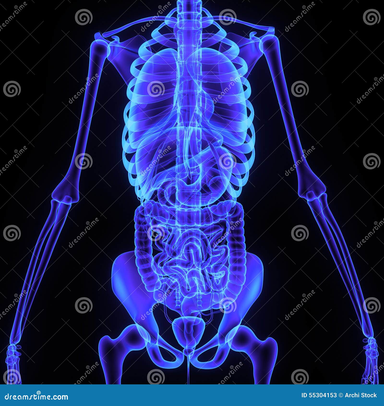Skeleton with Digestive System Stock Illustration - Illustration of ...