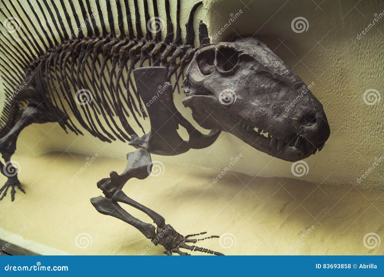 The Skeleton of a Dinosaur, Prehistoric Fossil, Close-up Editorial ...