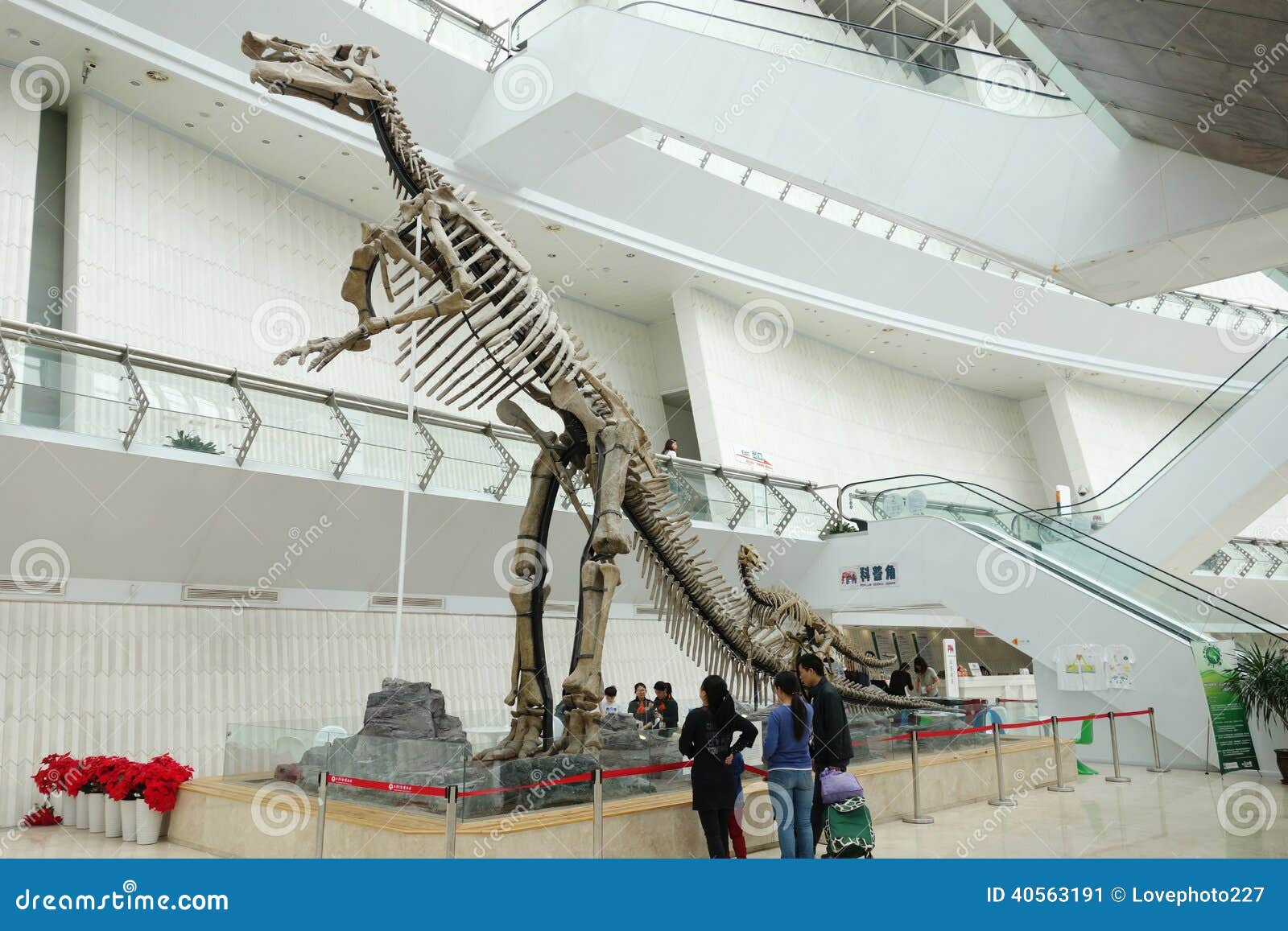 Skeleton of dinosaur editorial photo. Image of visiting - 40563191