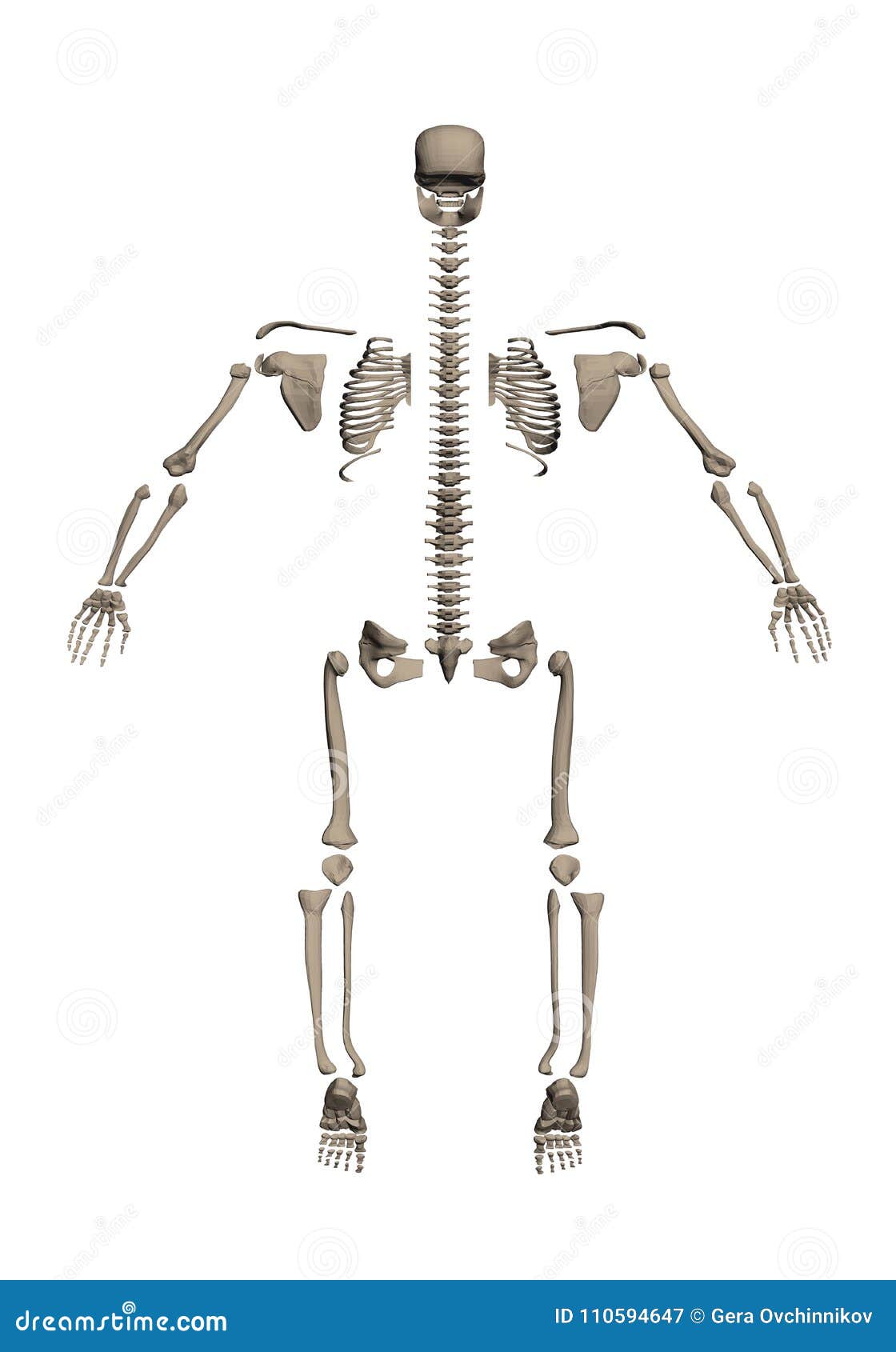 Skeleton Dismantled on Bone Stock Vector - Illustration of black ...