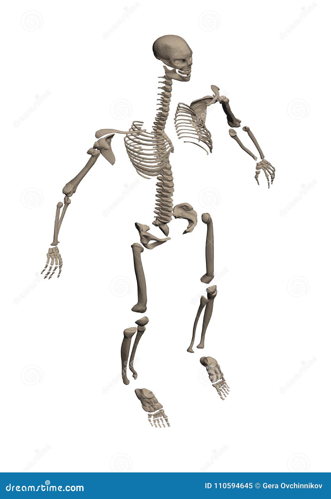 Skeleton Dismantled on Bone Stock Vector - Illustration of people ...
