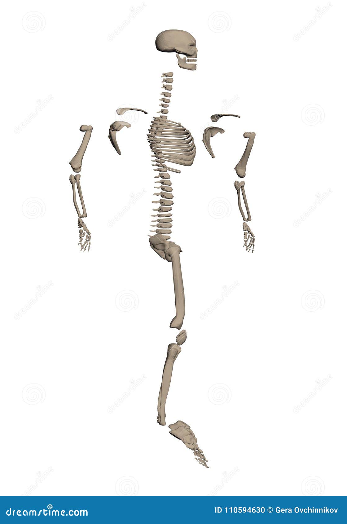 Skeleton Dismantled on Bone Stock Vector - Illustration of death ...