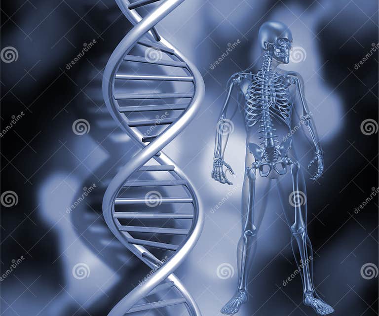 Skeleton with DNA strands stock illustration. Illustration of ...
