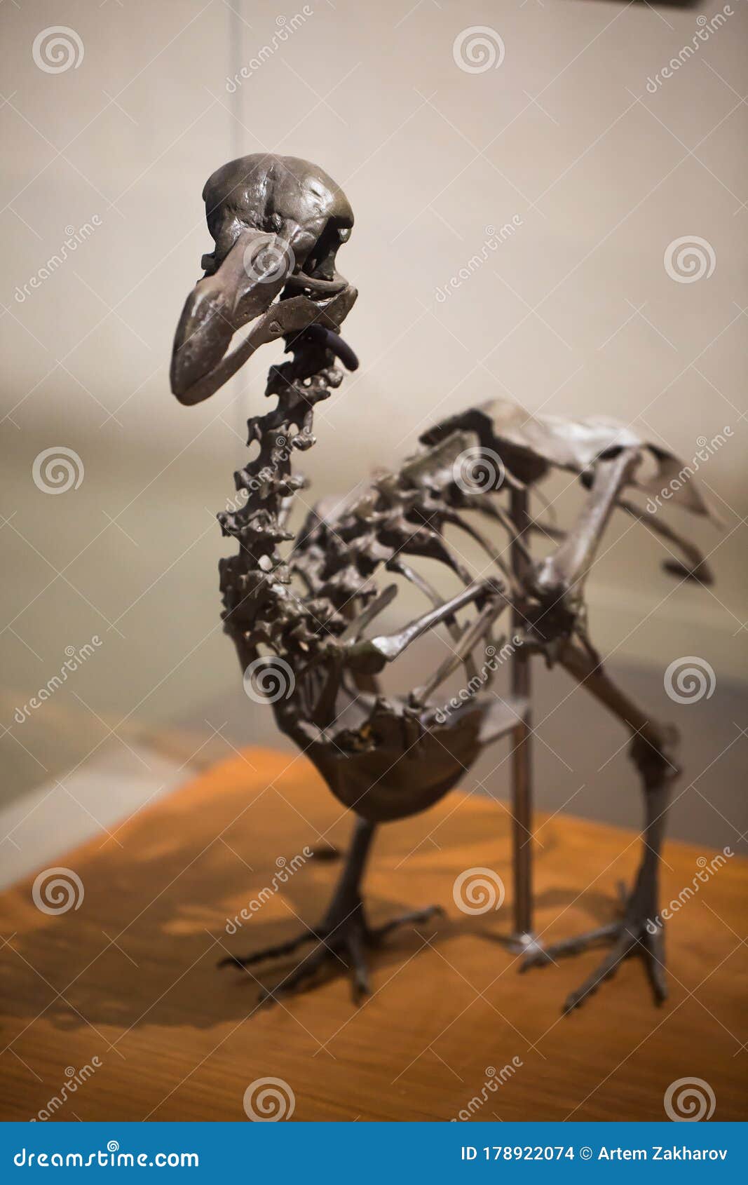 The Skeleton of the Dodo on Mauritius, La Vanille. Stock Photo - Image ...
