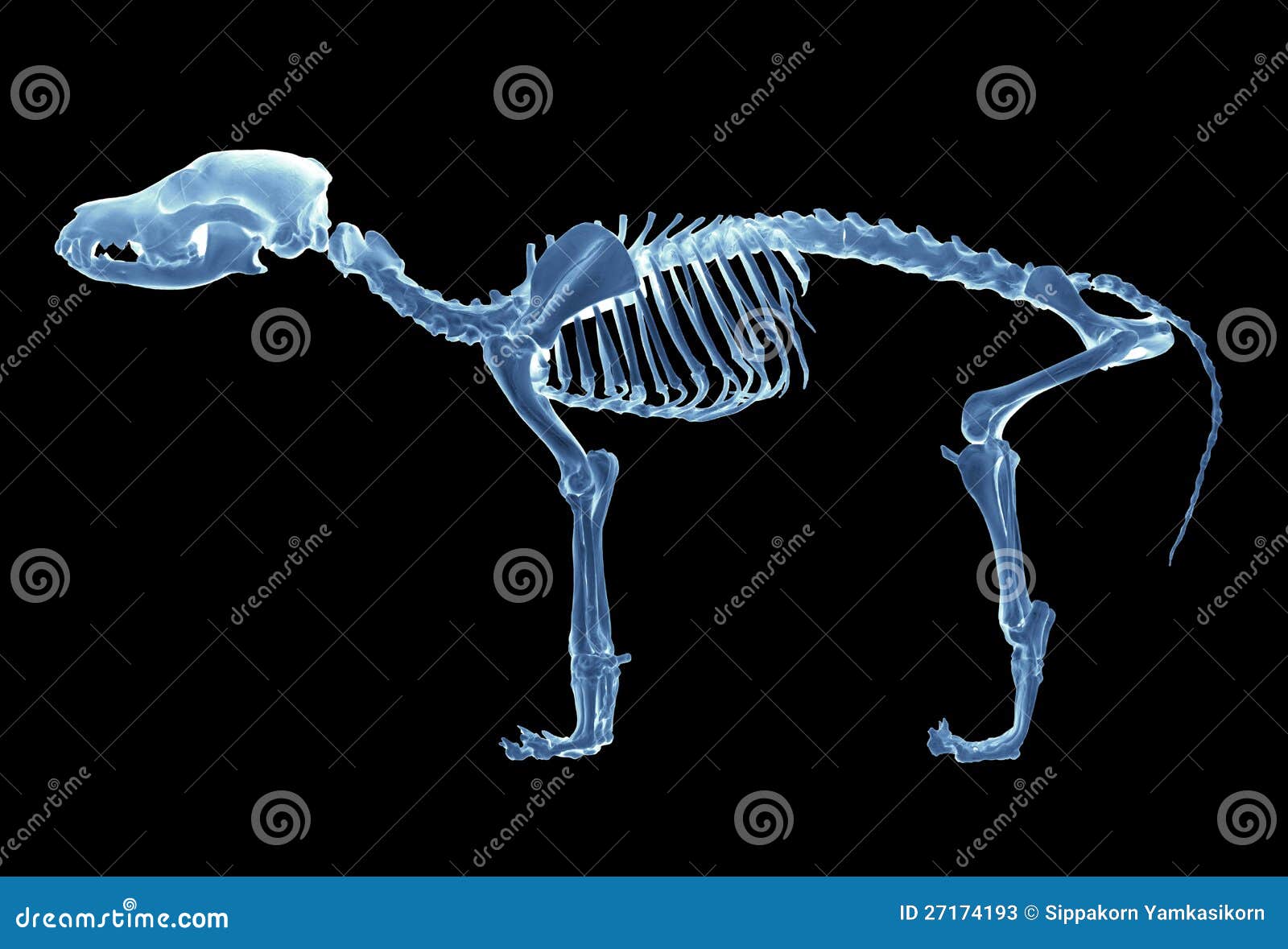 Do Dogs Have False Ribs