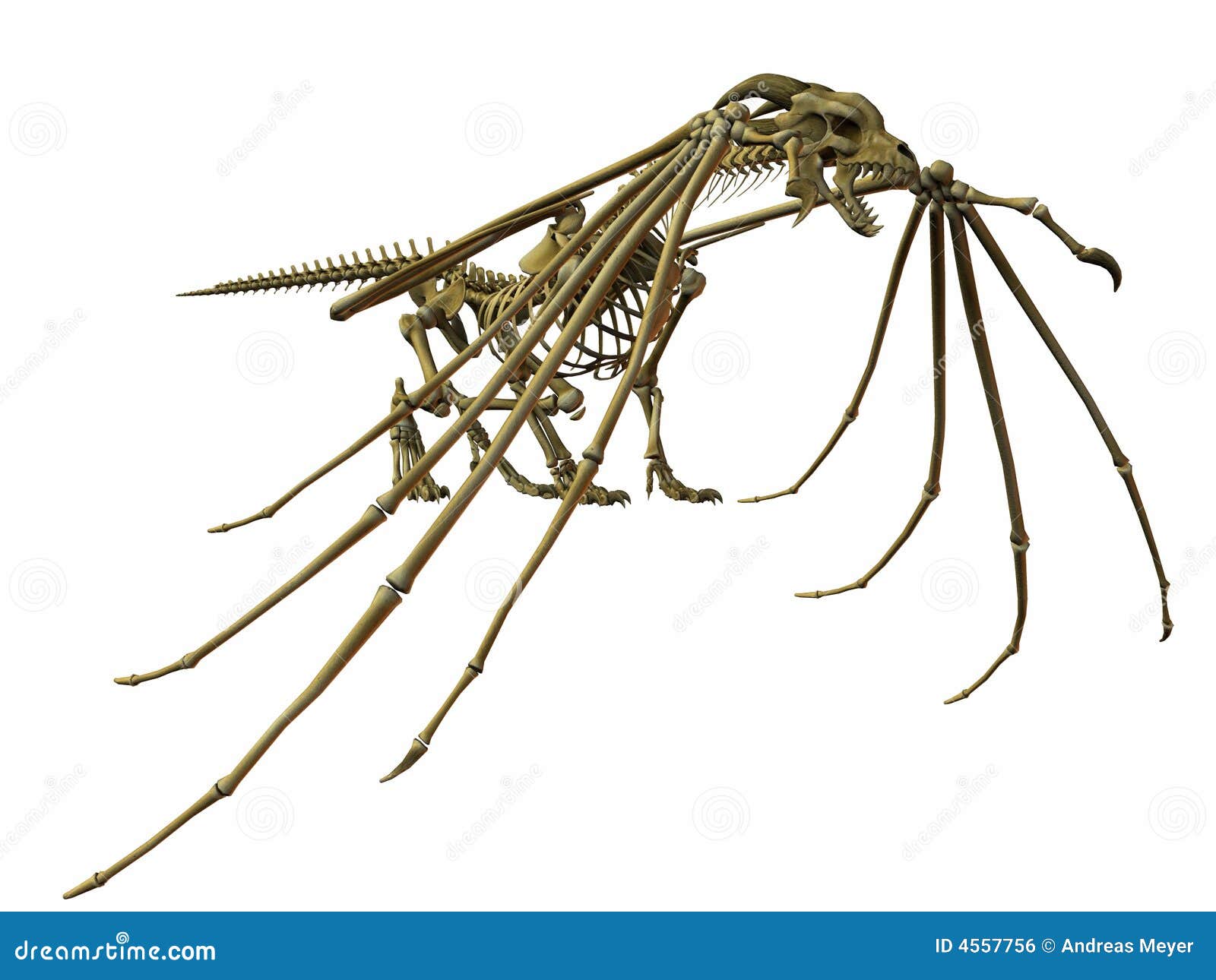 Skeleton Dragon stock illustration. Illustration of dragon - 4557756