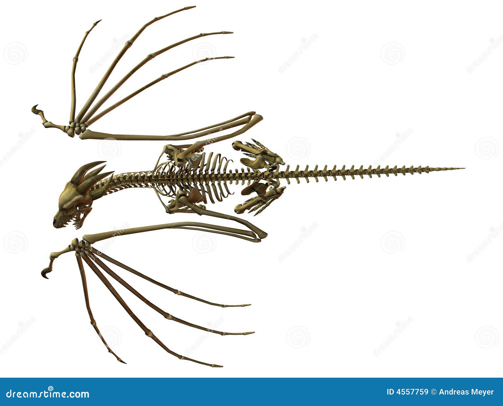 Skeleton Dragon stock illustration. Illustration of dinosaur - 4557759