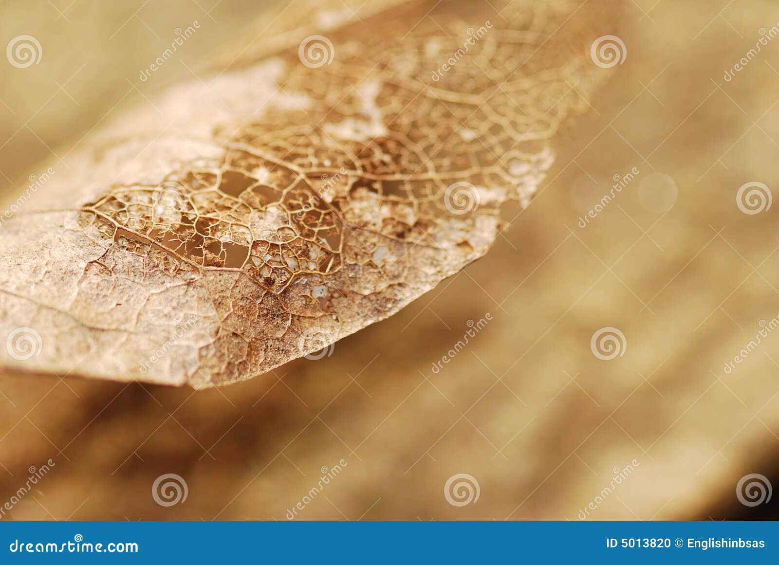 Skeleton of dried leaf stock photo. Image of nature, closeup - 5013820