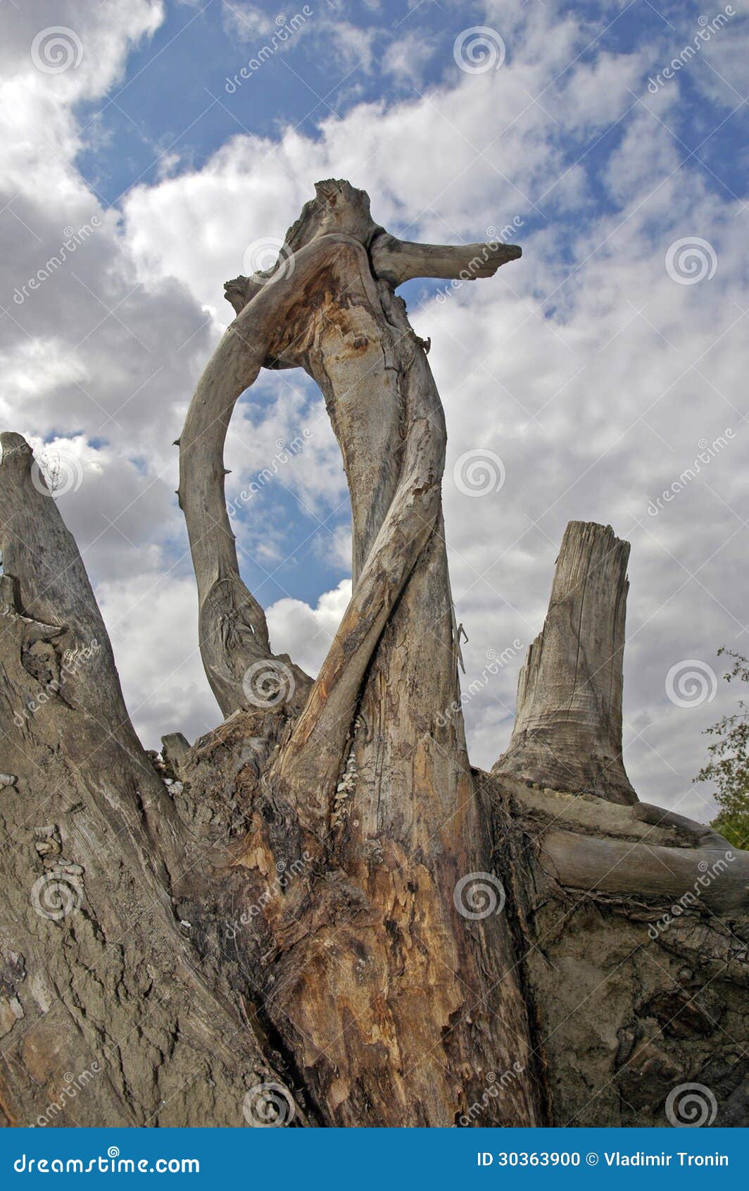 The Skeleton of a Dried-up Tree on a Background of the Sky Stock Photo ...