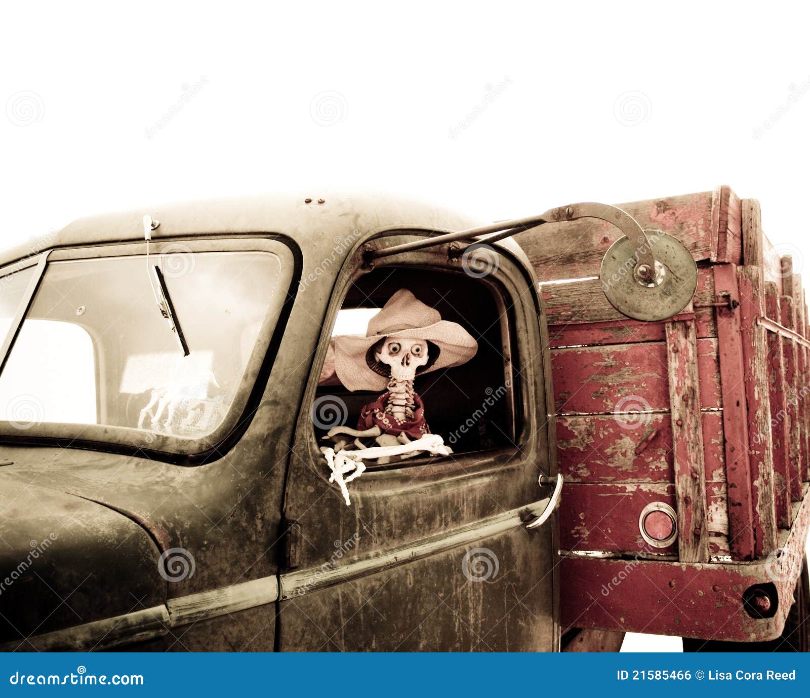 Skeleton driving stock photo. Image of anatomical, driving - 21585466