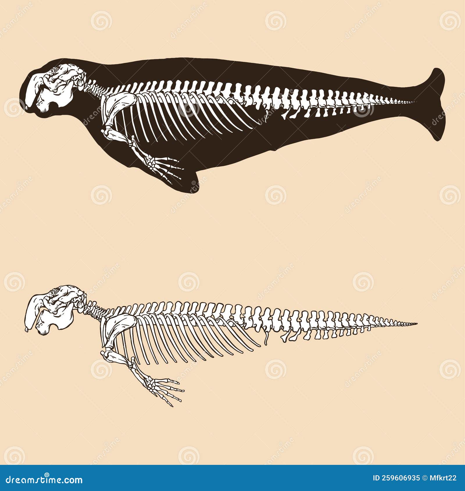 Skeleton Dugong Vector Illustration Stock Vector - Illustration of ...