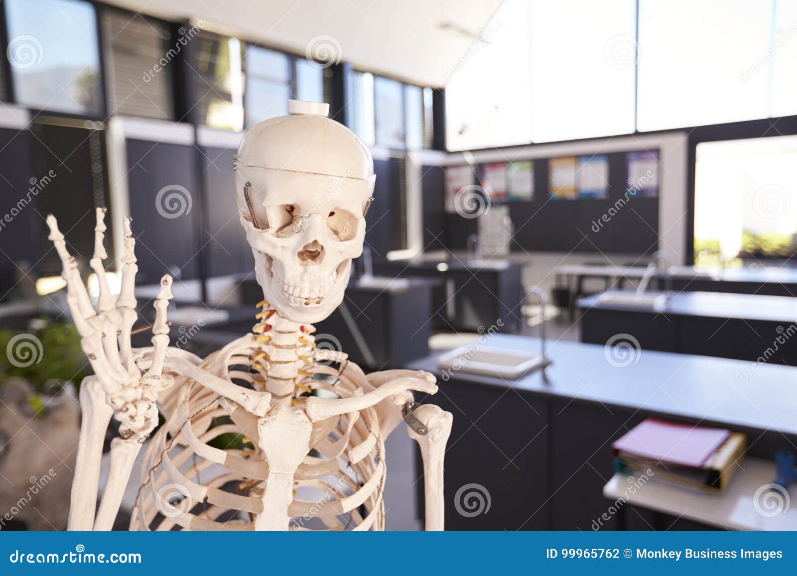 Skeleton in an Elementary School Science Classroom Stock Photo - Image ...
