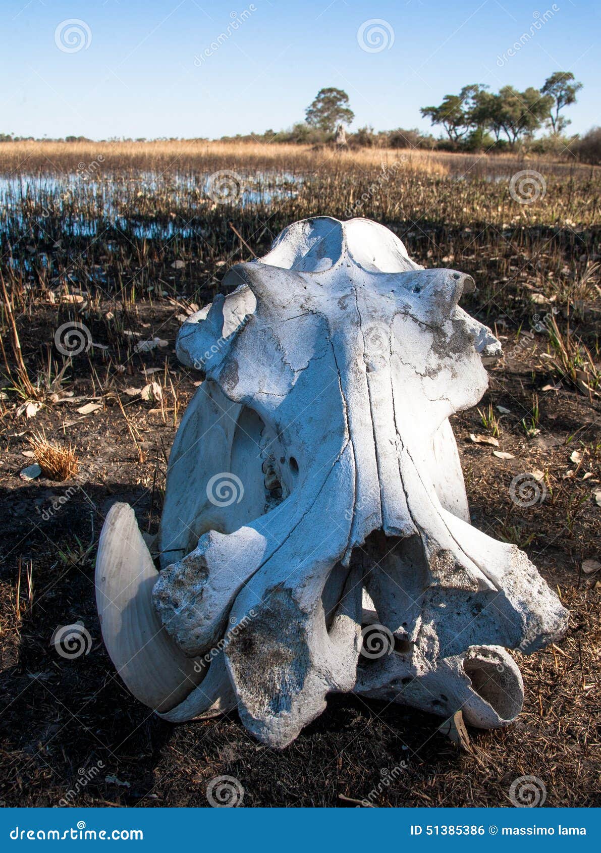 Skeleton stock photo. Image of harsh, savanna, nature - 51385386