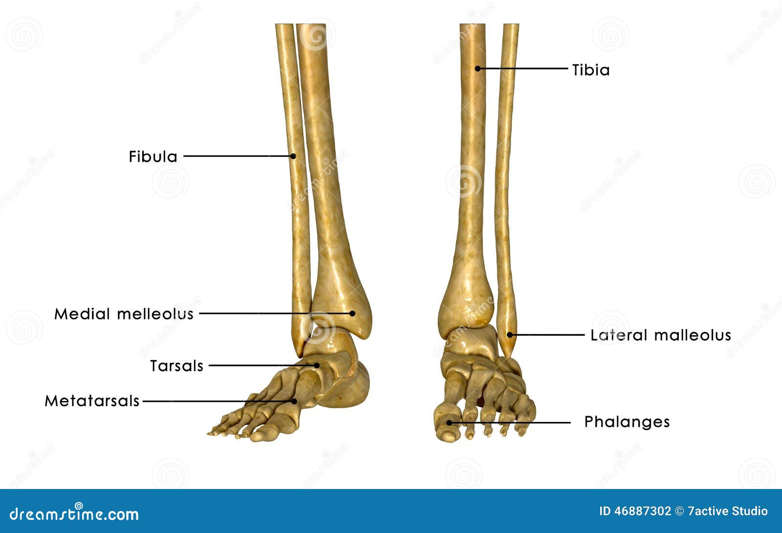 Skeleton feet stock illustration. Illustration of scapula - 46887302
