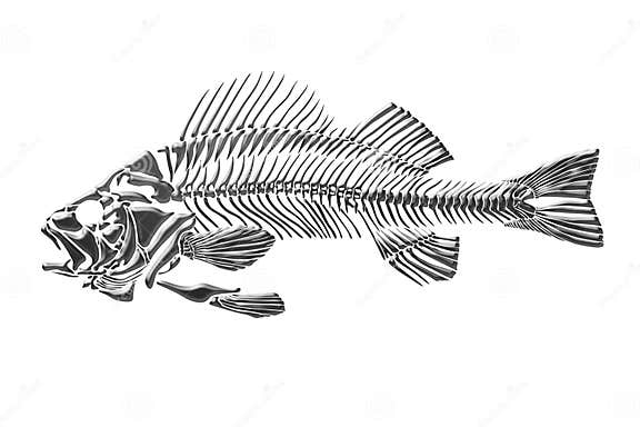 Skeleton fish stock illustration. Illustration of background - 21789588