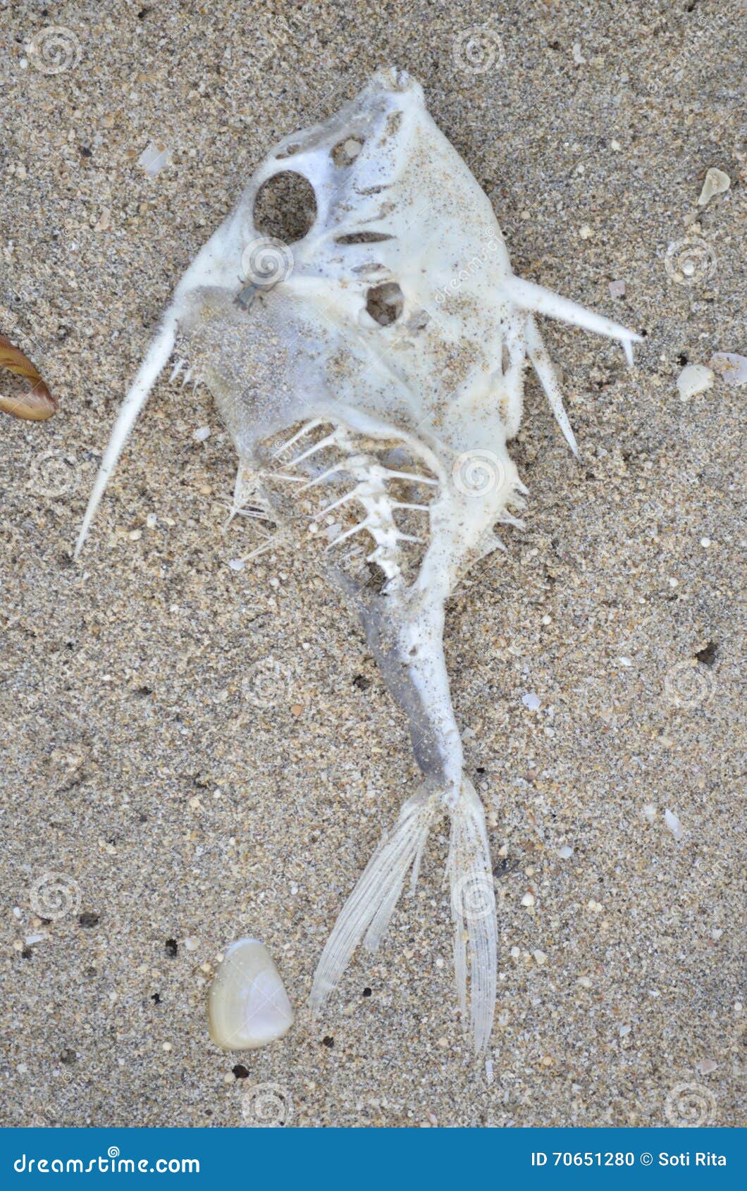 Skeleton of fish stock photo. Image of close, animal - 70651280